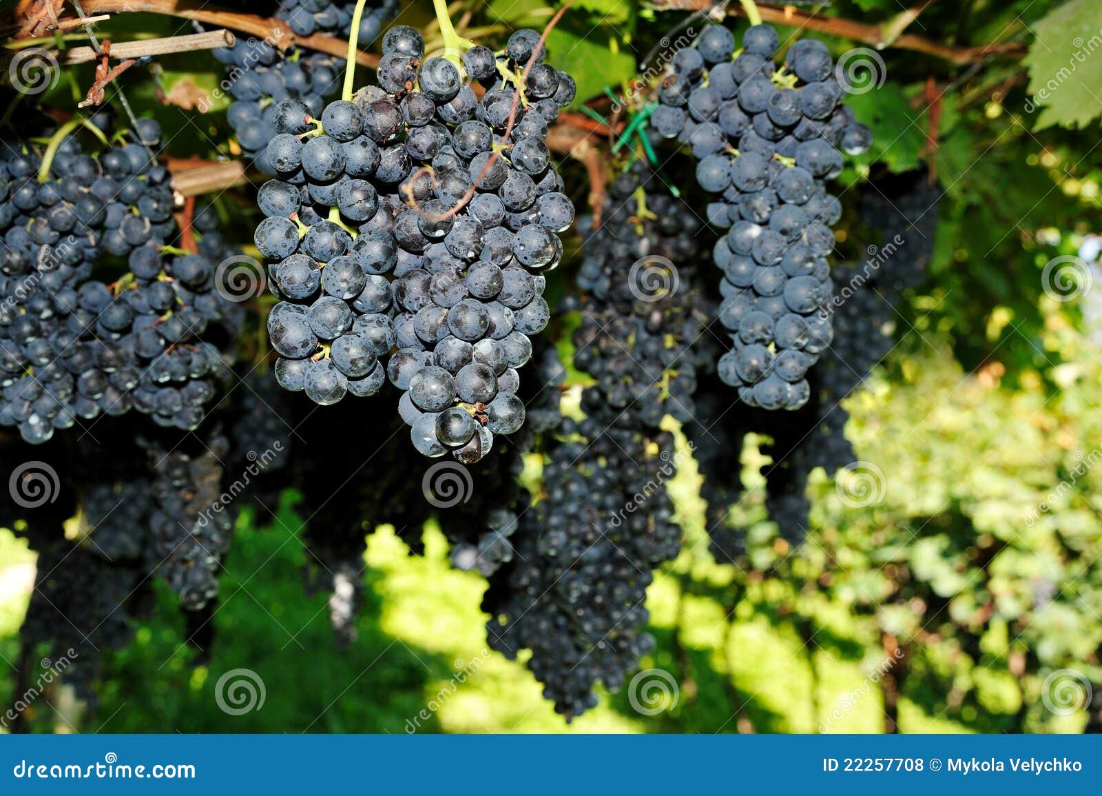 Blue grapes stock photo. Image of purple, vineyard, stem - 22257708