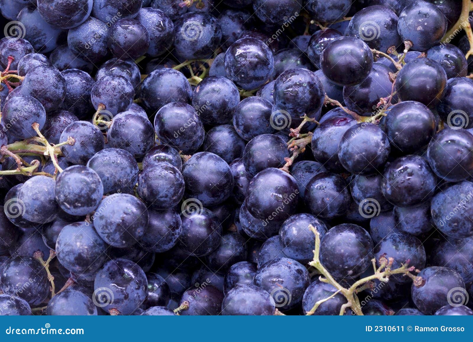 Blue grapes stock image. Image of grapevine, autumn, fresh - 2310611