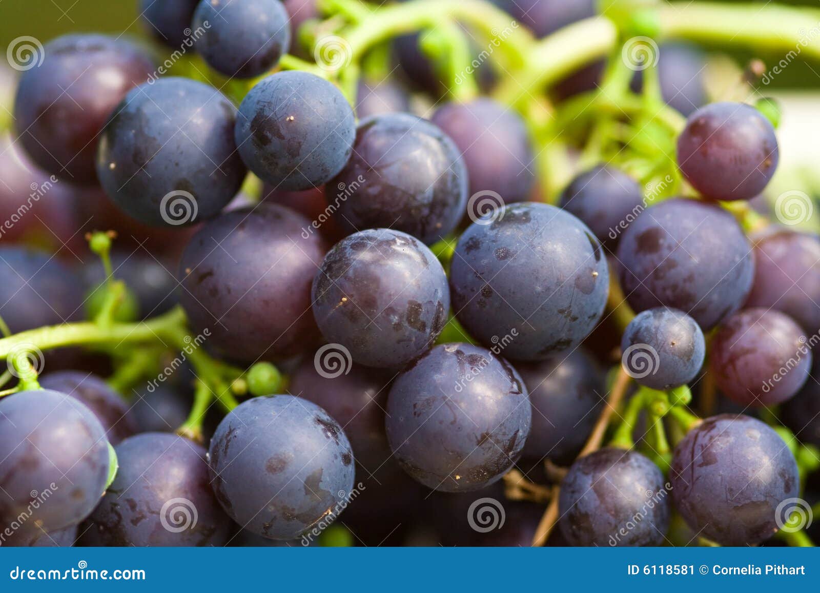 Blue grapes stock image. Image of vinifera, green, macro - 6118581