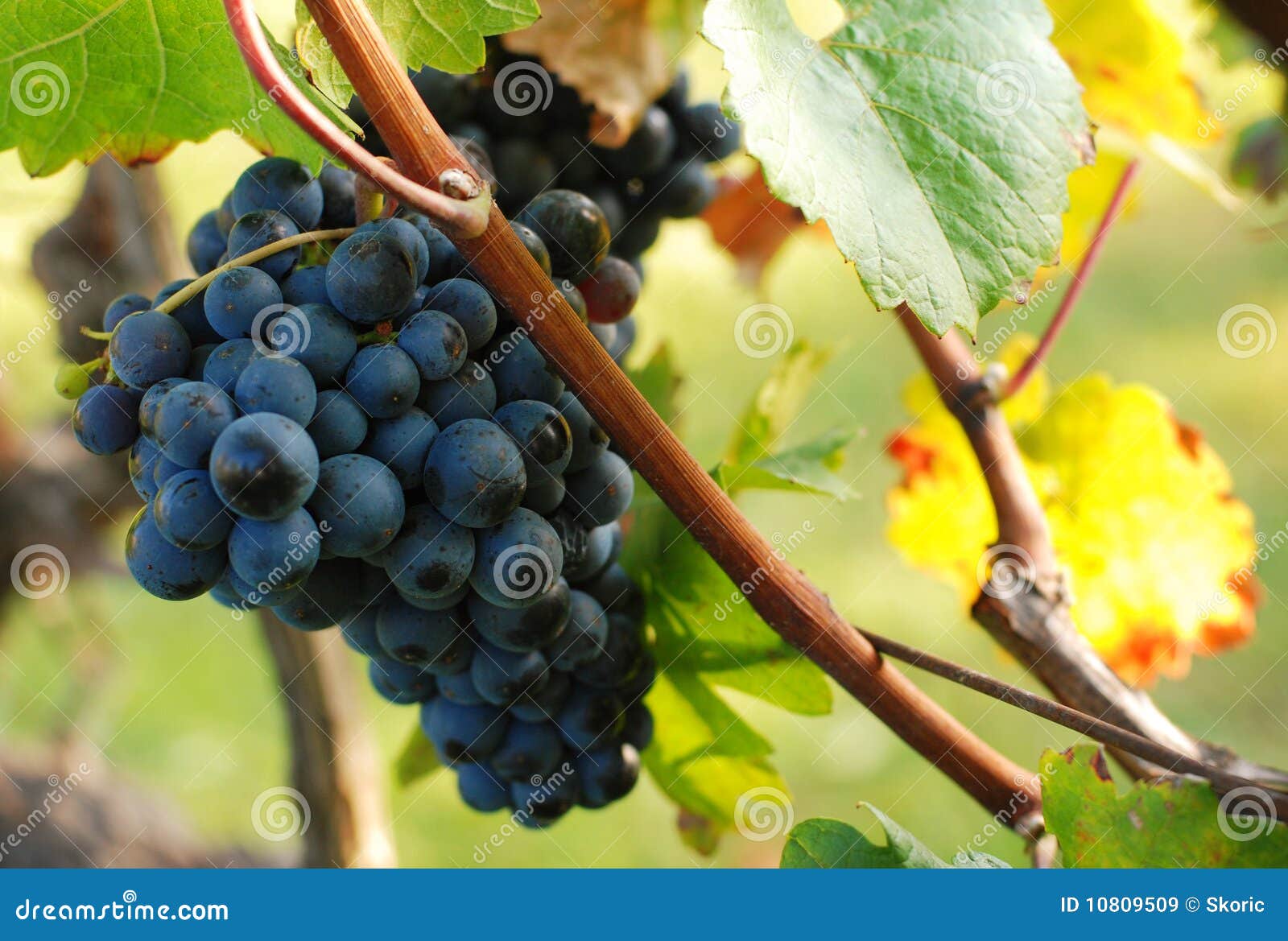 Blue Grapes and Autumn Colors Stock Image - Image of sunlight, yield ...