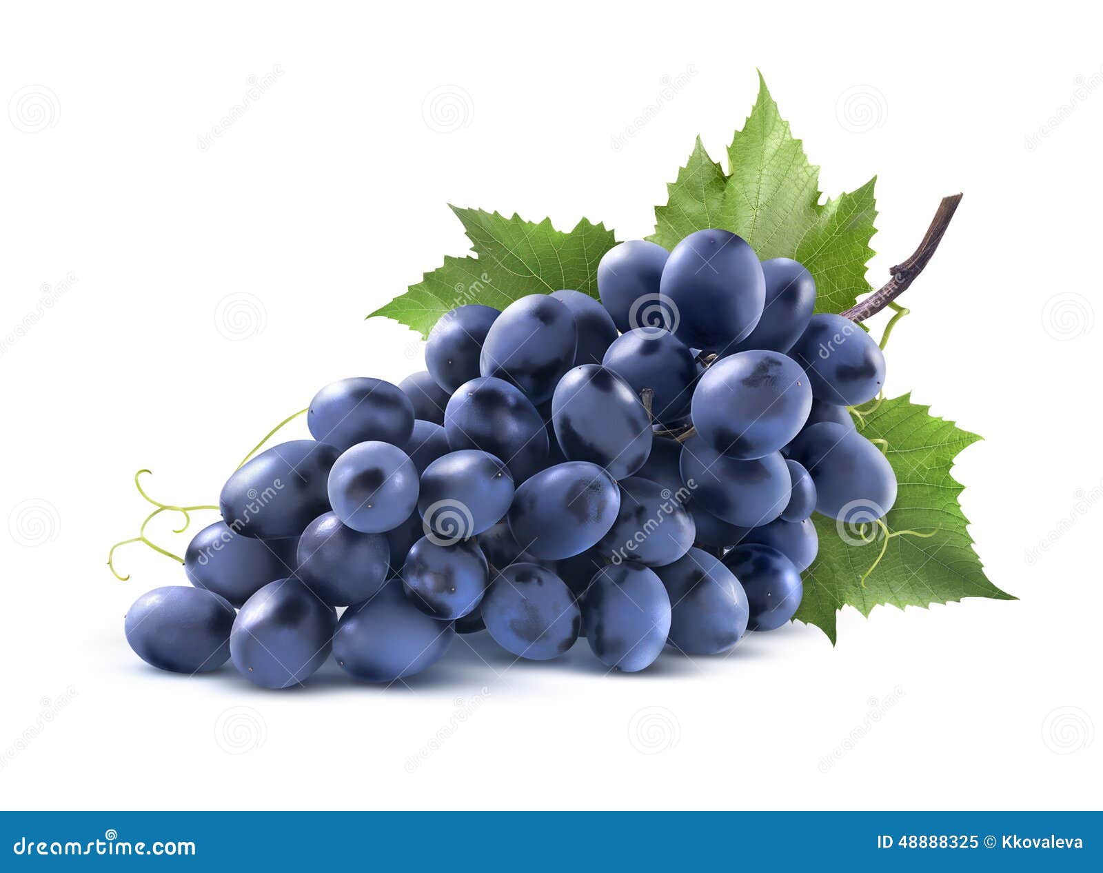 Blue Grapes (Vitis Vinifera) Royalty-Free Stock Photography ...
