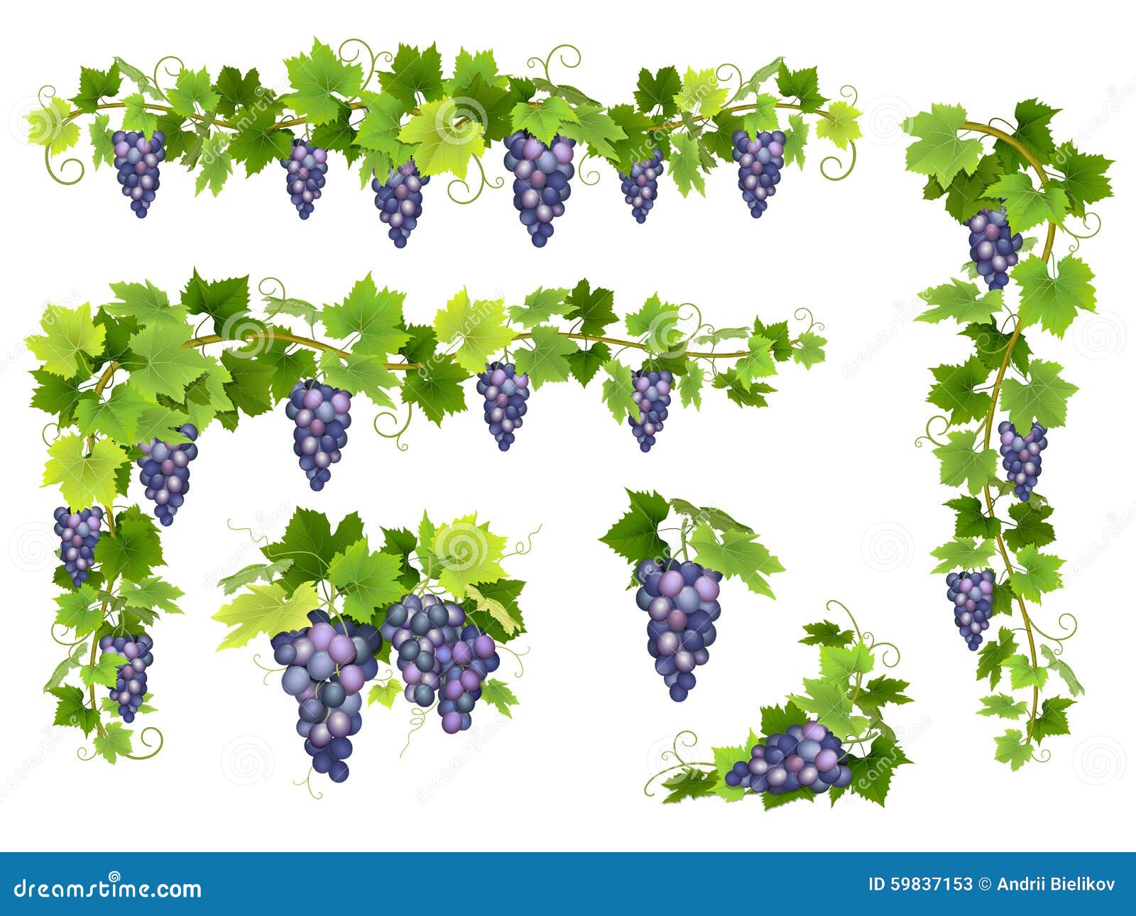Blue grapes bunch set stock vector. Illustration of fruit - 59837153