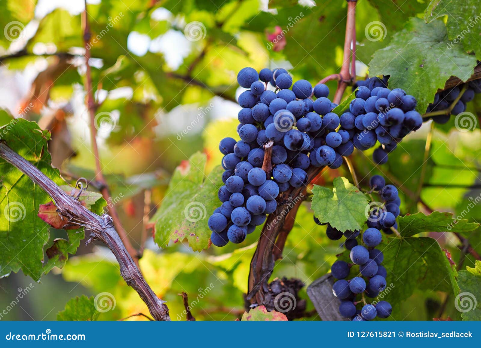 Blue Grapes on Grapevine in Autumn Stock Image - Image of farm, grapes ...