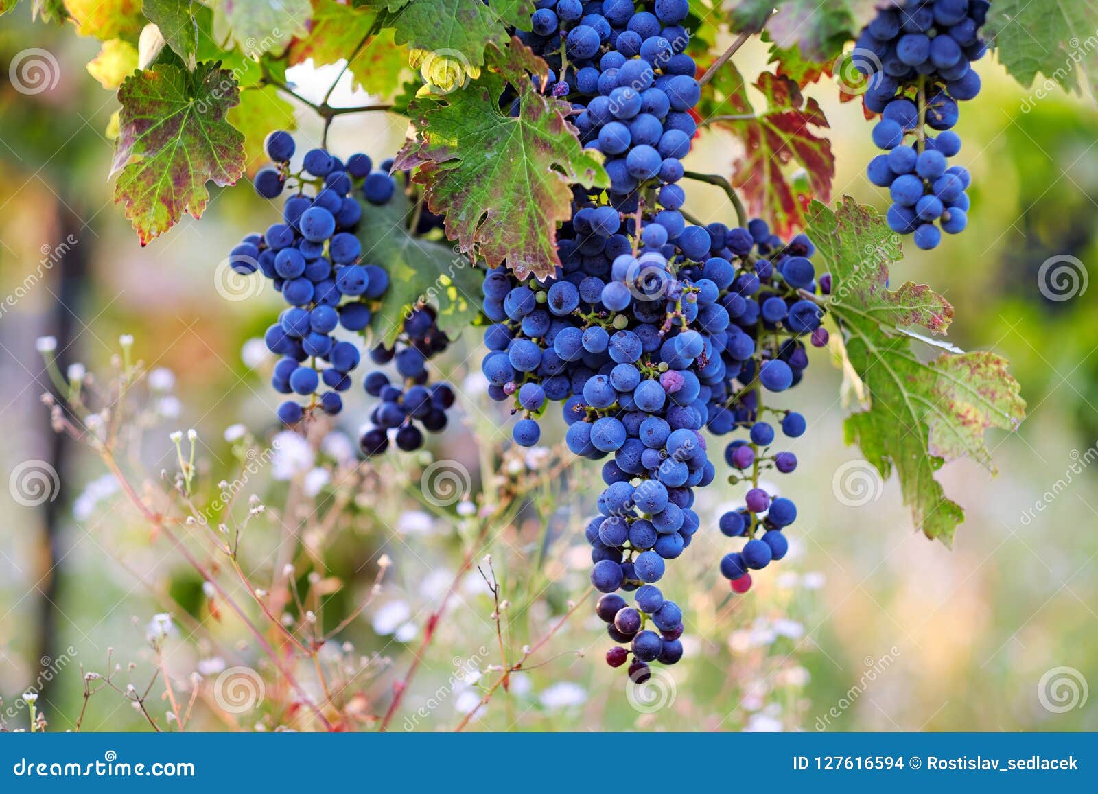Blue Grapes on Grapevine, Vineyard in Autumn Stock Photo - Image of ...