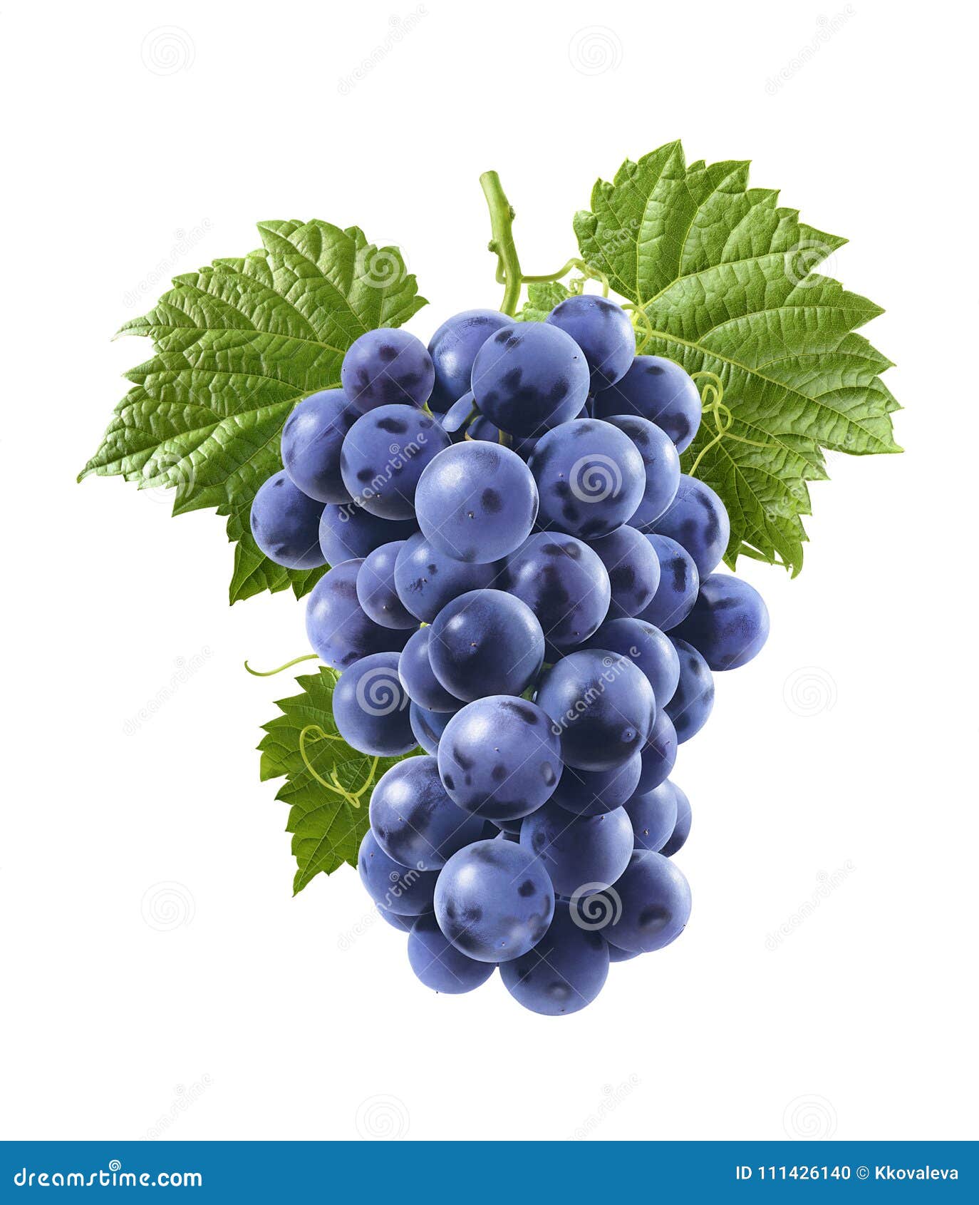 Blue Grapes Isolated on White Background. Vertical Composition Stock ...