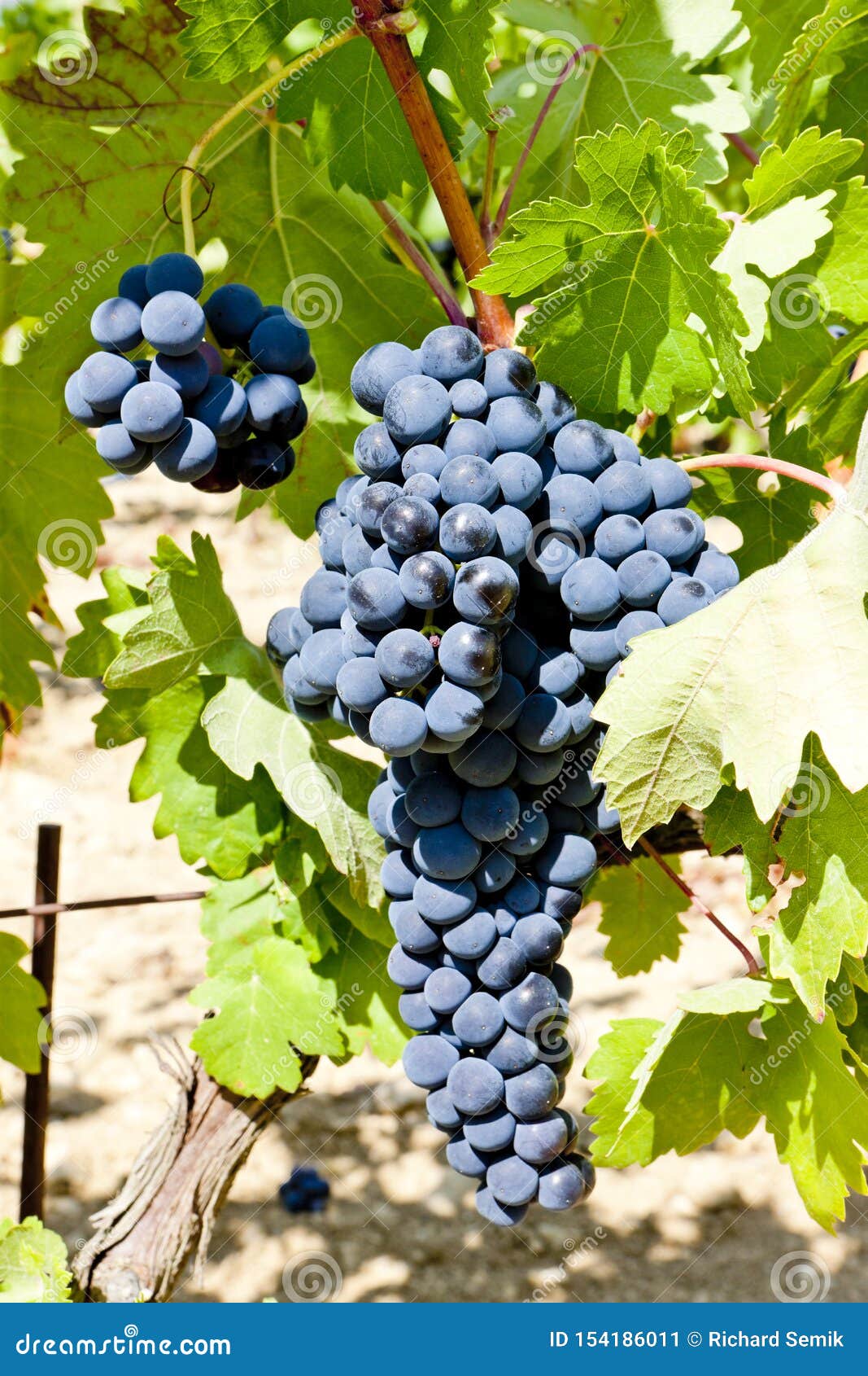 Blue Grapes, La Rioja, Spain Stock Image - Image of harvest, europe ...