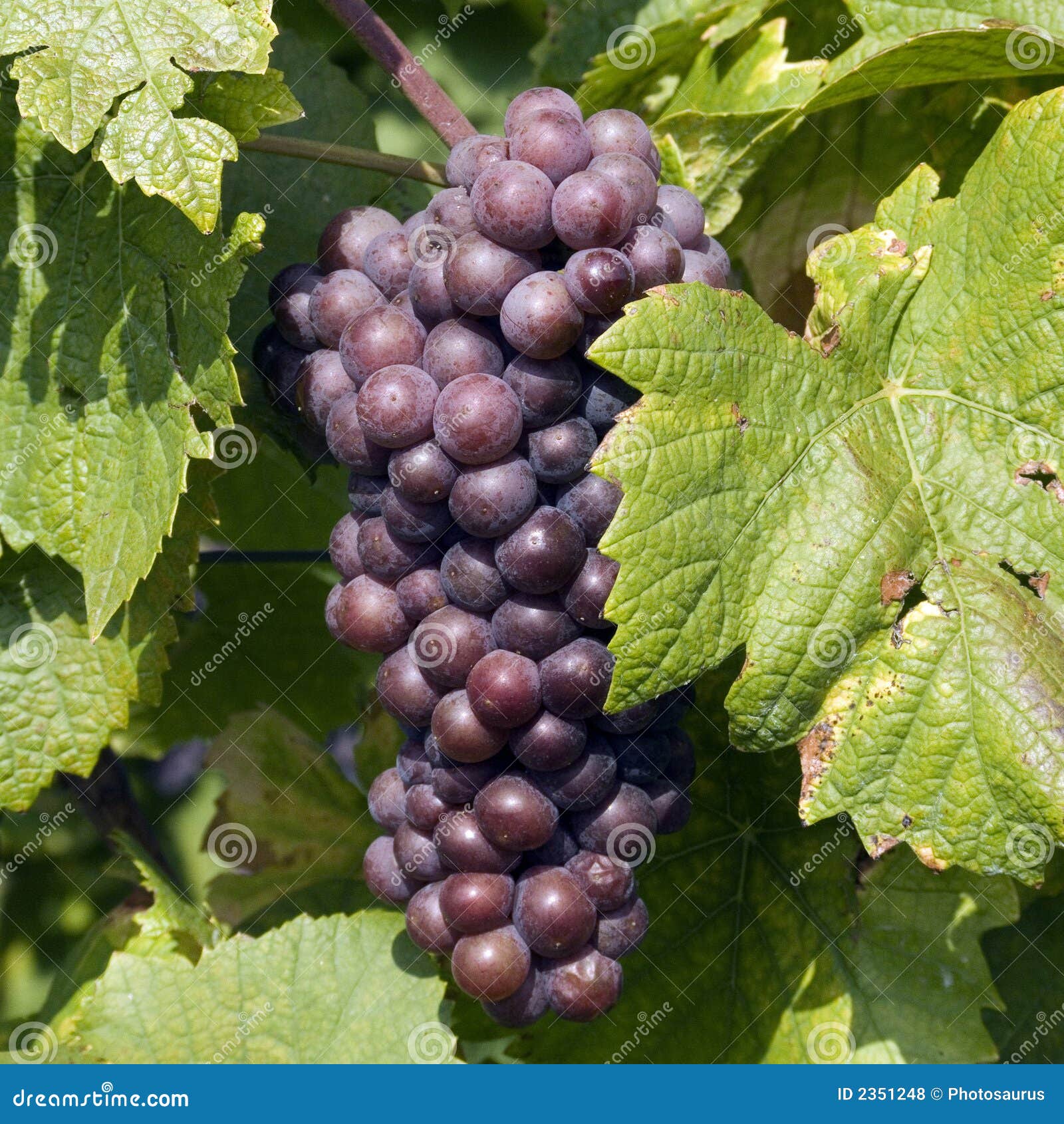 Blue Grapes in the Late Autumn Stock Photo - Image of cluster, grapes ...
