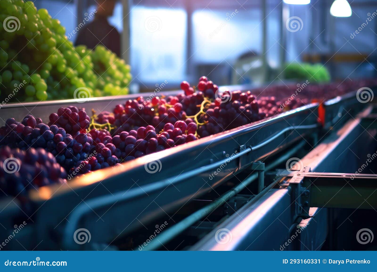 Blue Grapes are Lying on a Conveyor Belt at the Red Wine Production ...