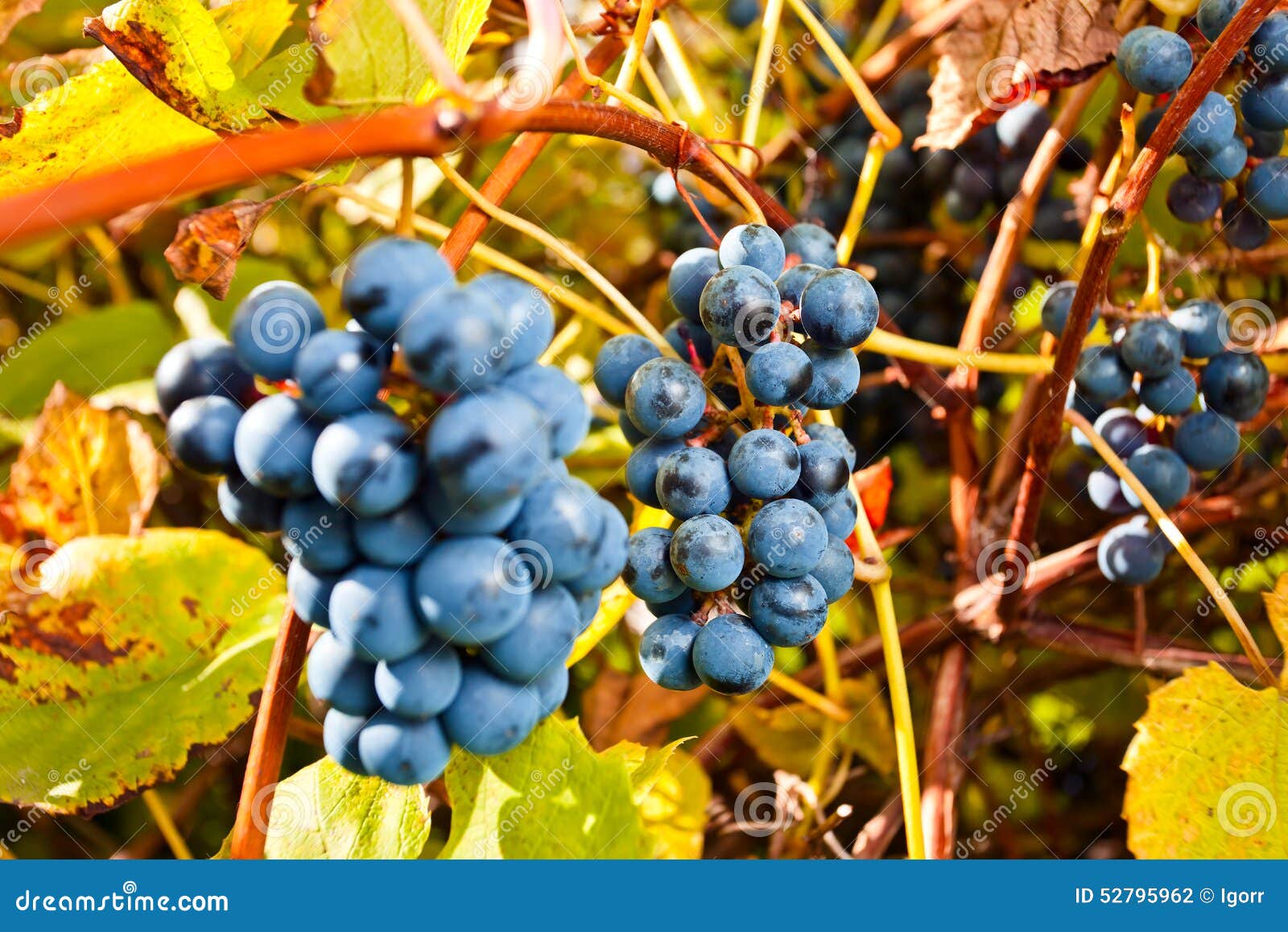 Blue grapes stock photo. Image of purple, leaf, agriculture - 52795962