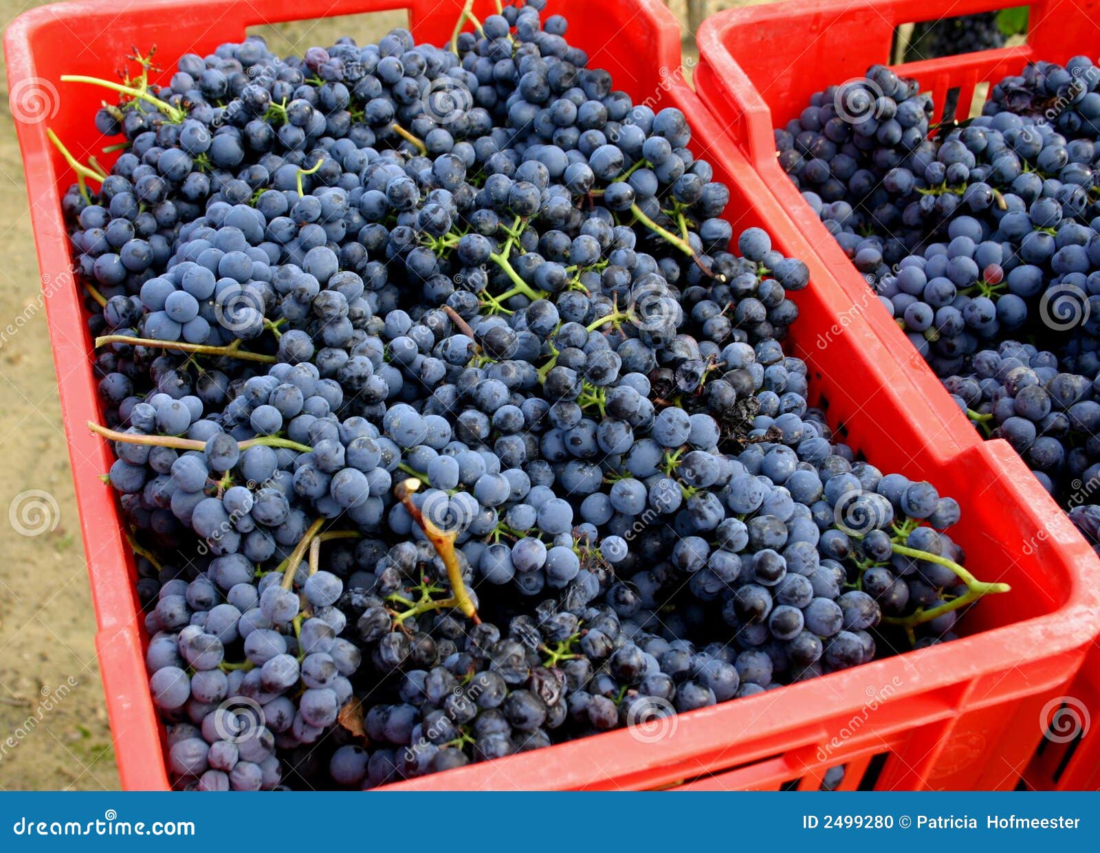Blue grapes in red boxes stock photo. Image of nourishing - 2499280