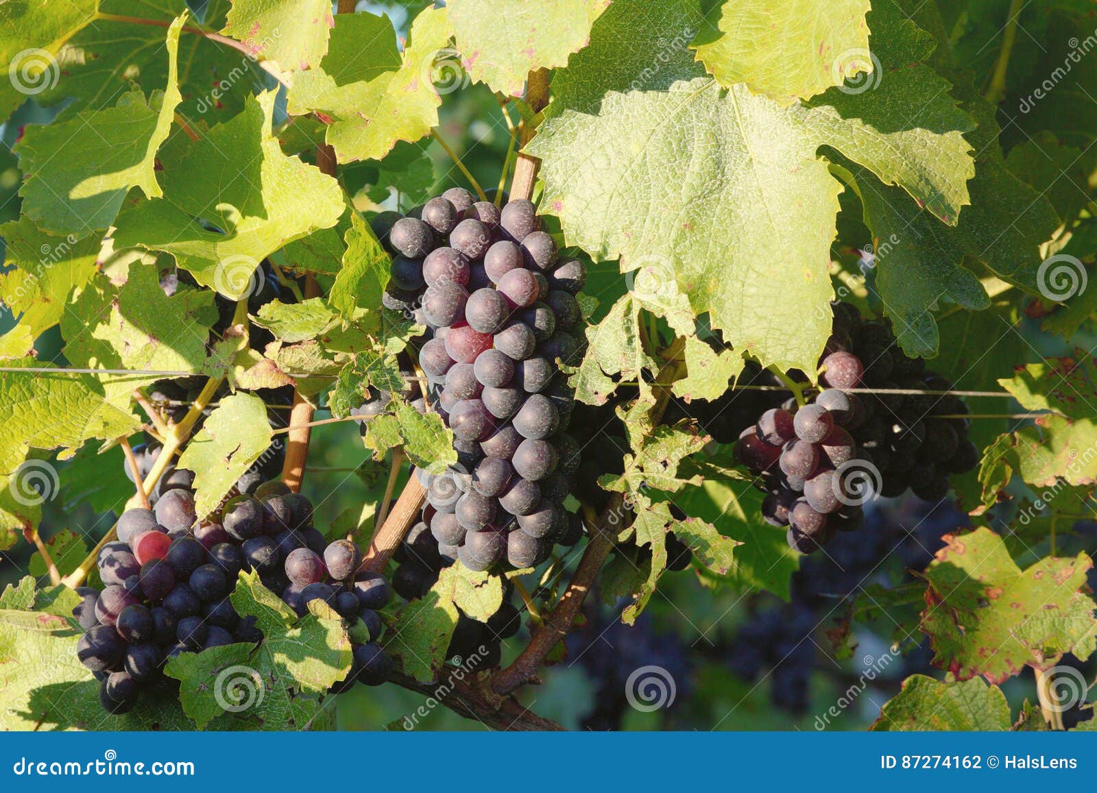 Blue Grapes stock photo. Image of blue, grape, grapevine - 87274162