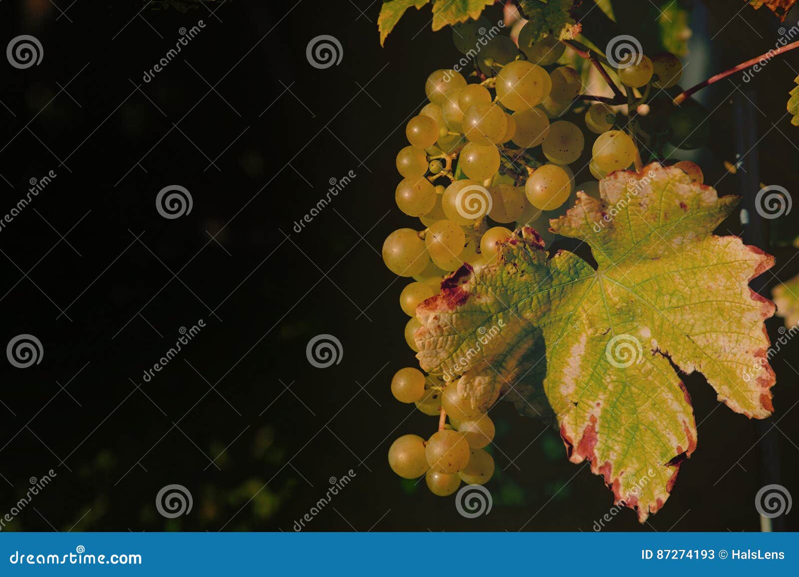 Yellow Grapes stock image. Image of farm, blue, agriculture - 87274193