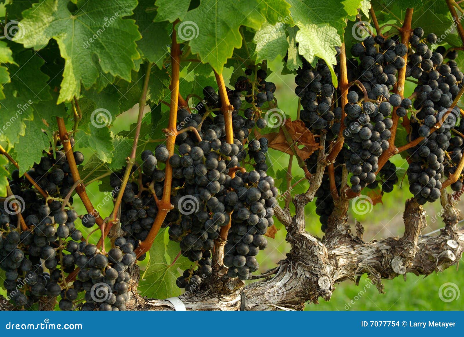 Blue Grapes on the Vine stock photo. Image of berry, fleshy - 7077754