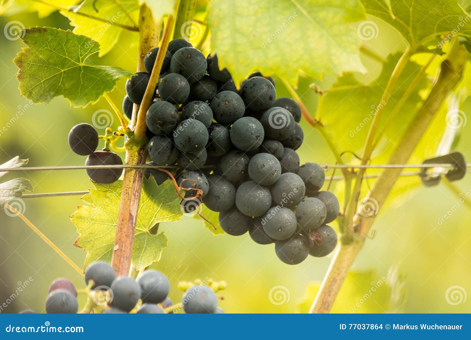 Blue Grapes (Vitis Vinifera) Stock Photo - Image of polyphenols ...