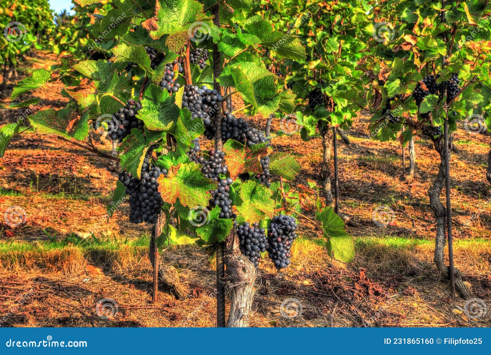 Blue grapes of wine stock photo. Image of south, agriculture - 231865160