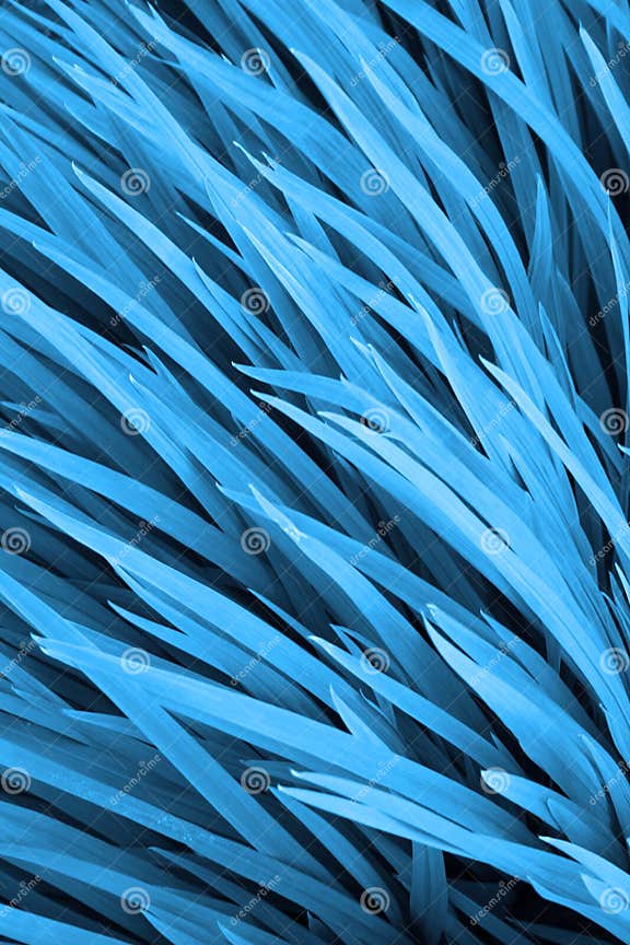 Blue grass stock image. Image of wallpaper, blue, texture - 971557