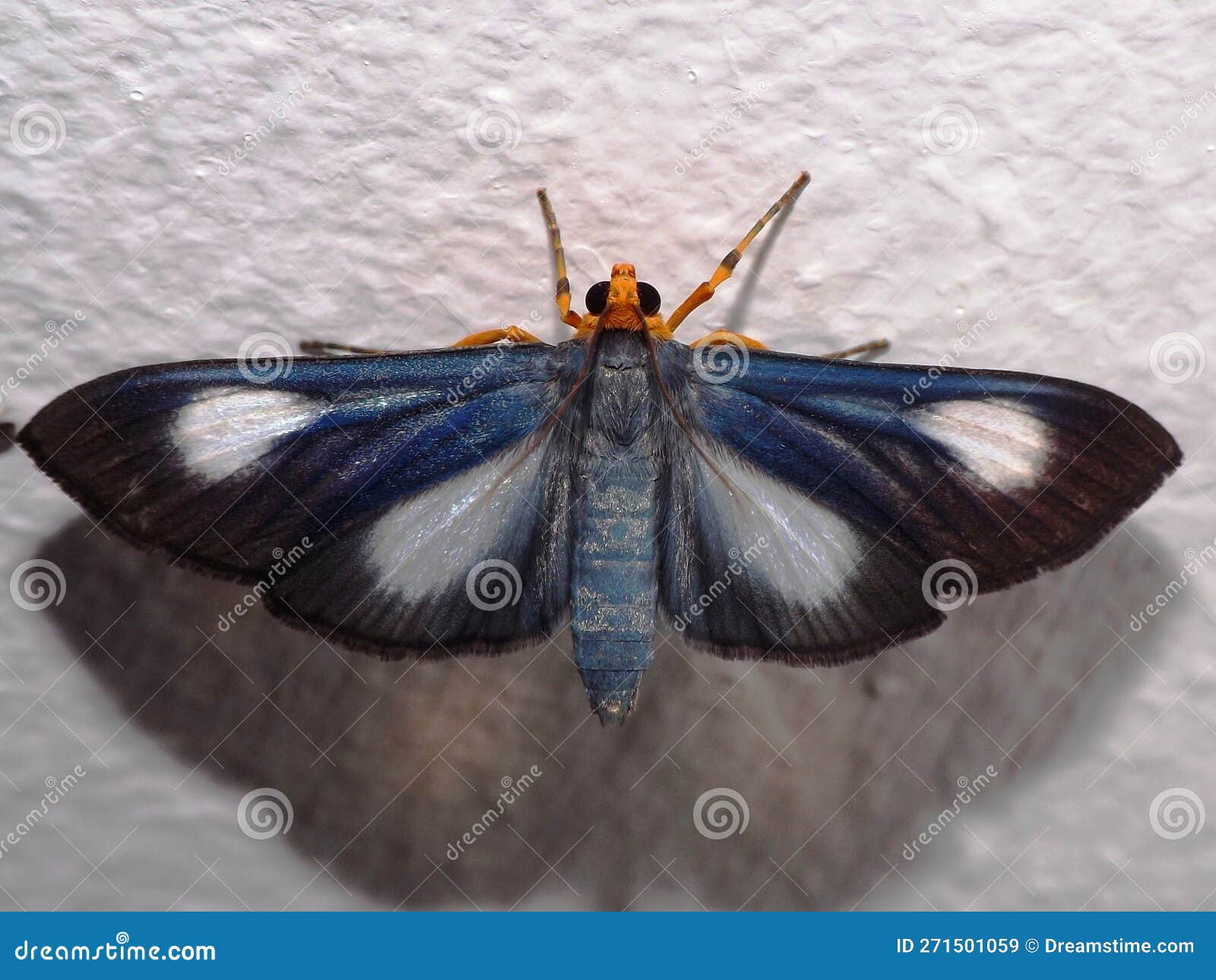A Blue Grass Moth (family Crambidae) Stock Image - Image of petal ...