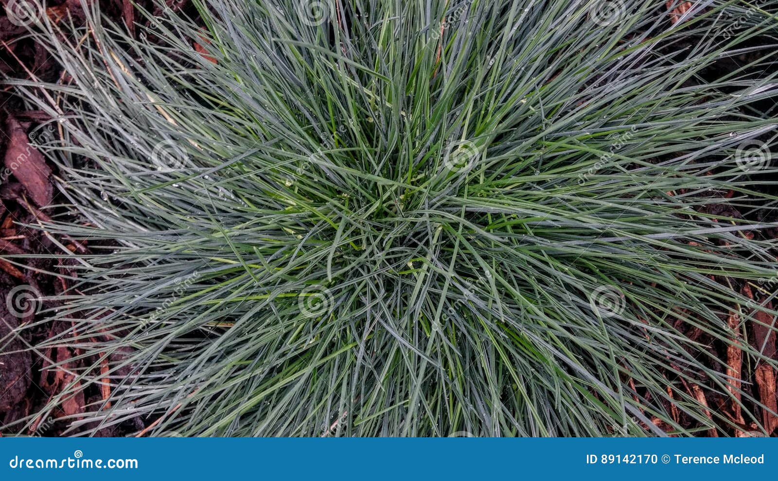 Blue Grass stock photo. Image of mobilebackground, blue - 89142170