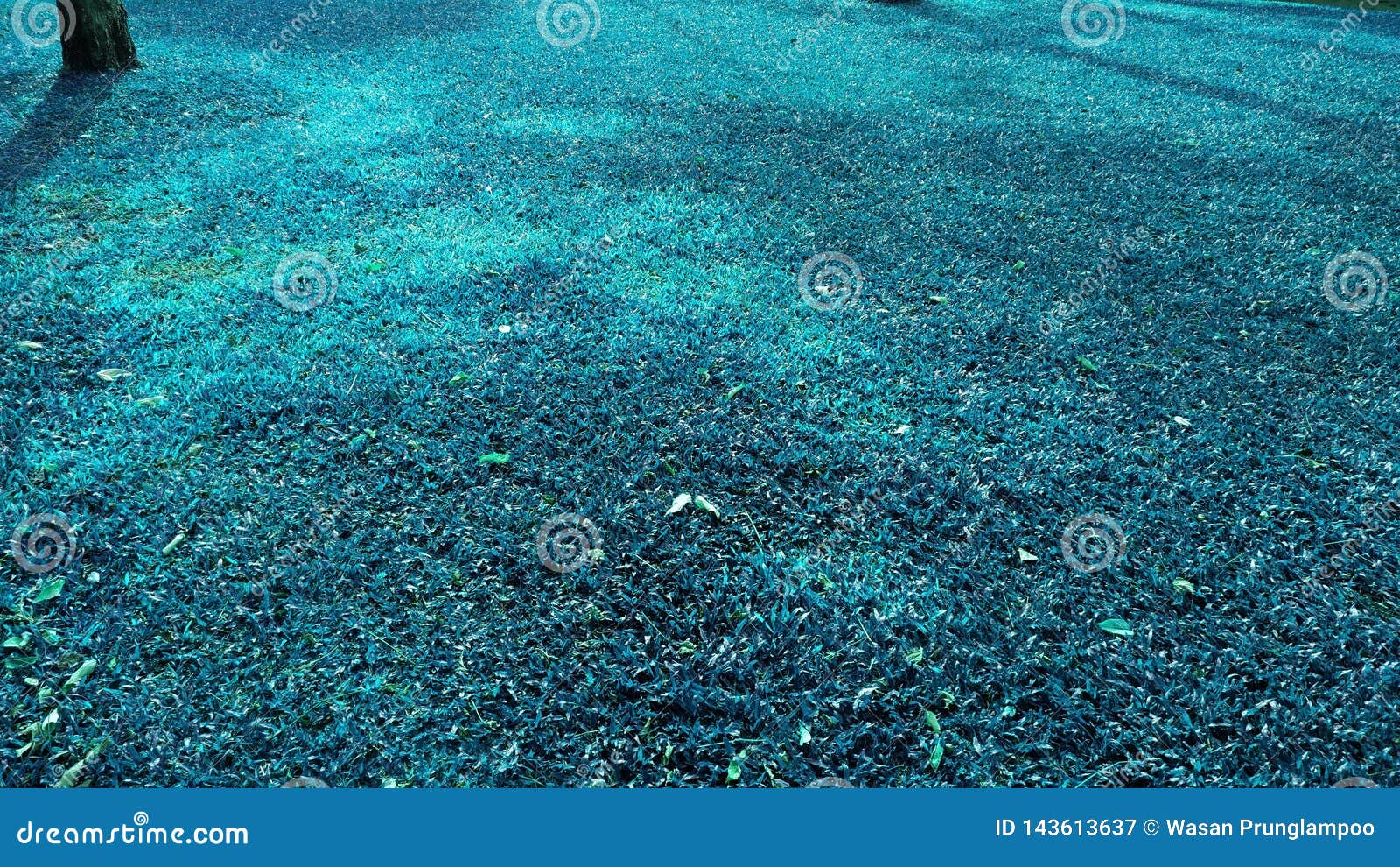Blue Grass Texture Background in the Park Stock Image - Image of magic ...