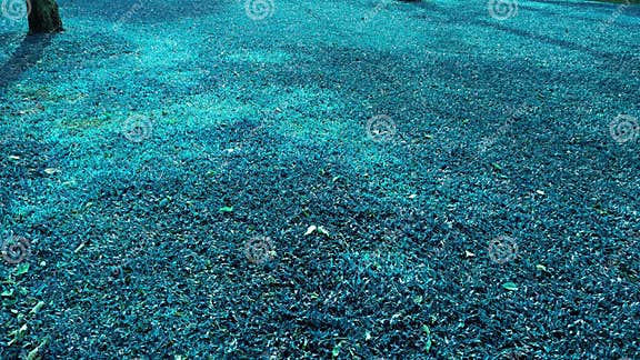 Blue Grass Texture Background in the Park Stock Image - Image of magic ...