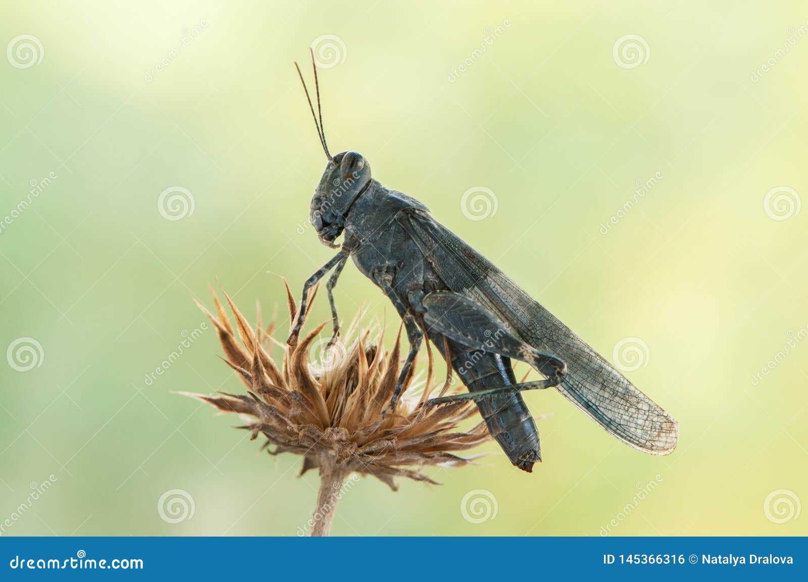 Blue Grasshopper on a Blade of Grass on a Summer Day Stock Photo ...