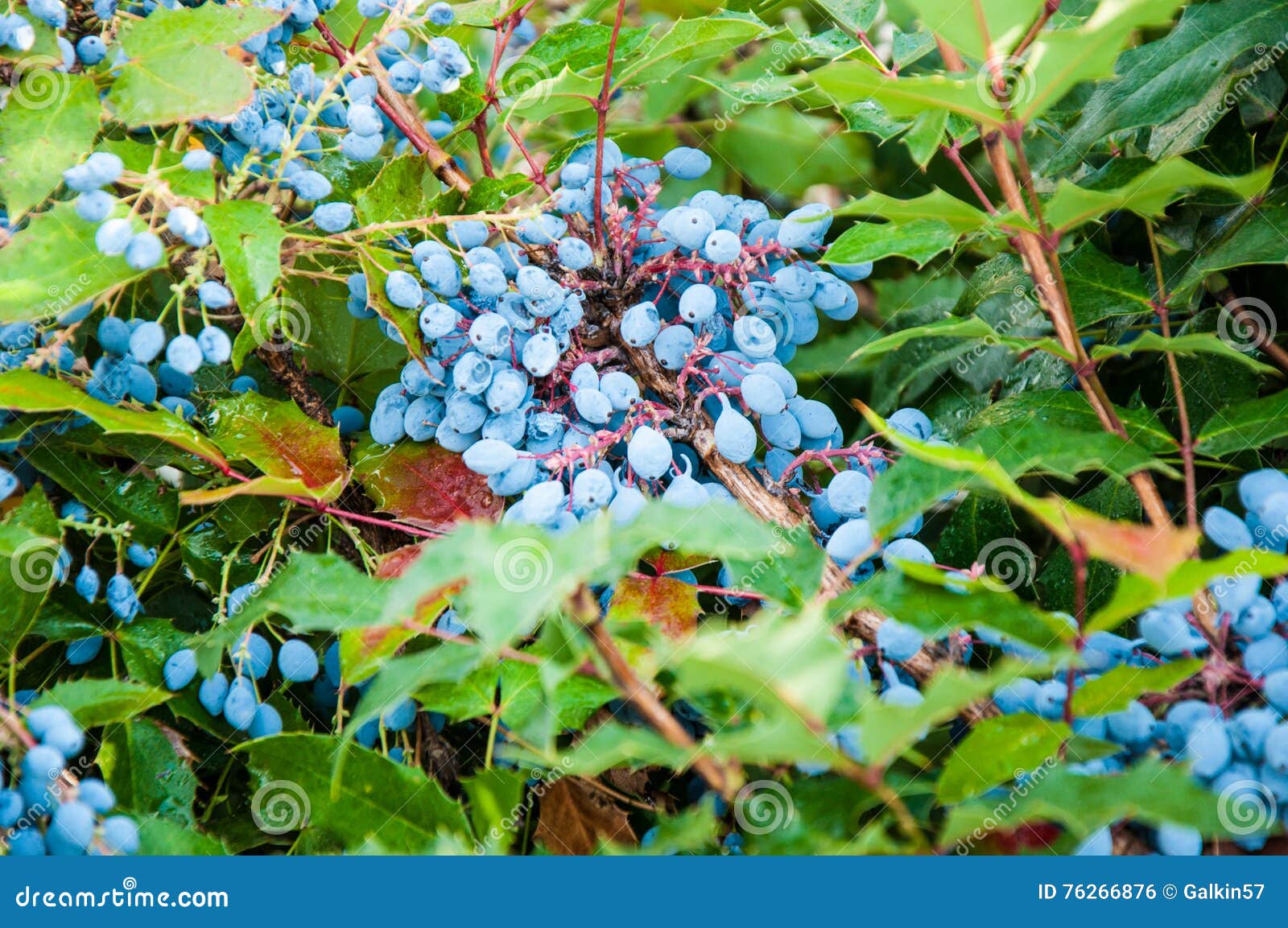 Blue-gray Berry mahonia stock photo. Image of bush, botany - 76266876