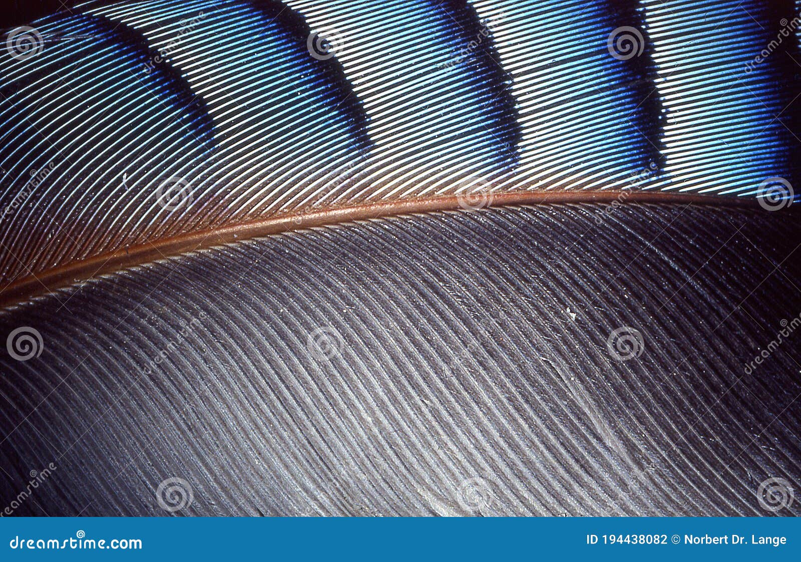 Blue-gray feather of a jay stock photo. Image of feather - 194438082