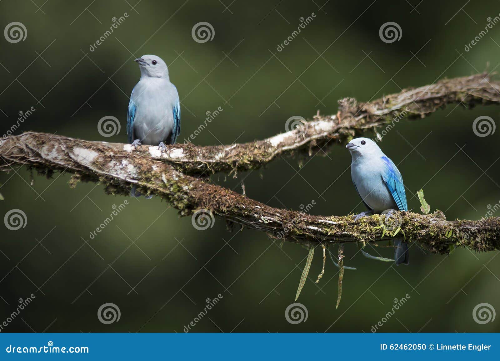 Blue-gray Tanagers Pair stock photo. Image of nature - 62462050
