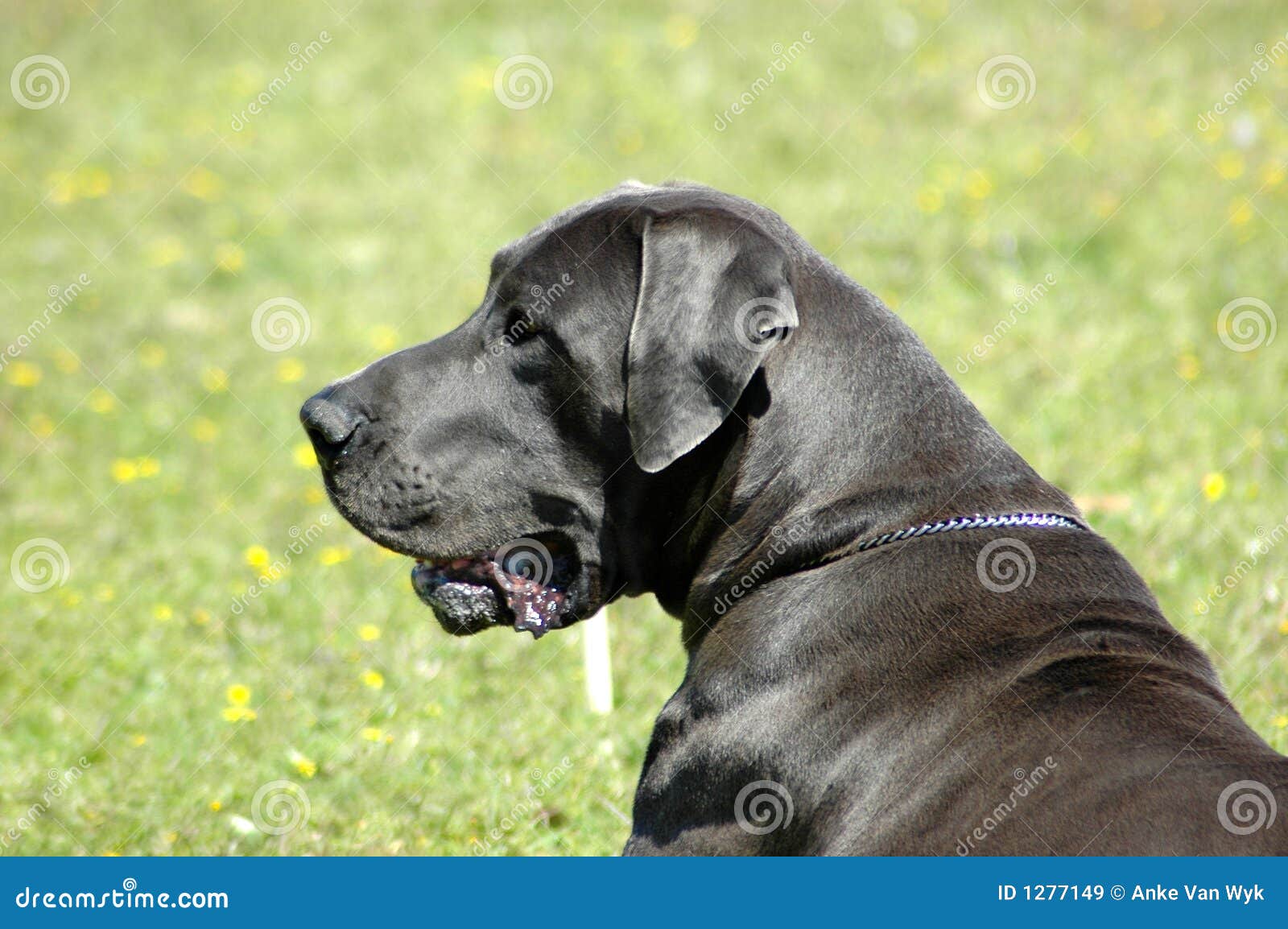 Blue Great Dane stock image. Image of attentive, giant - 1277149