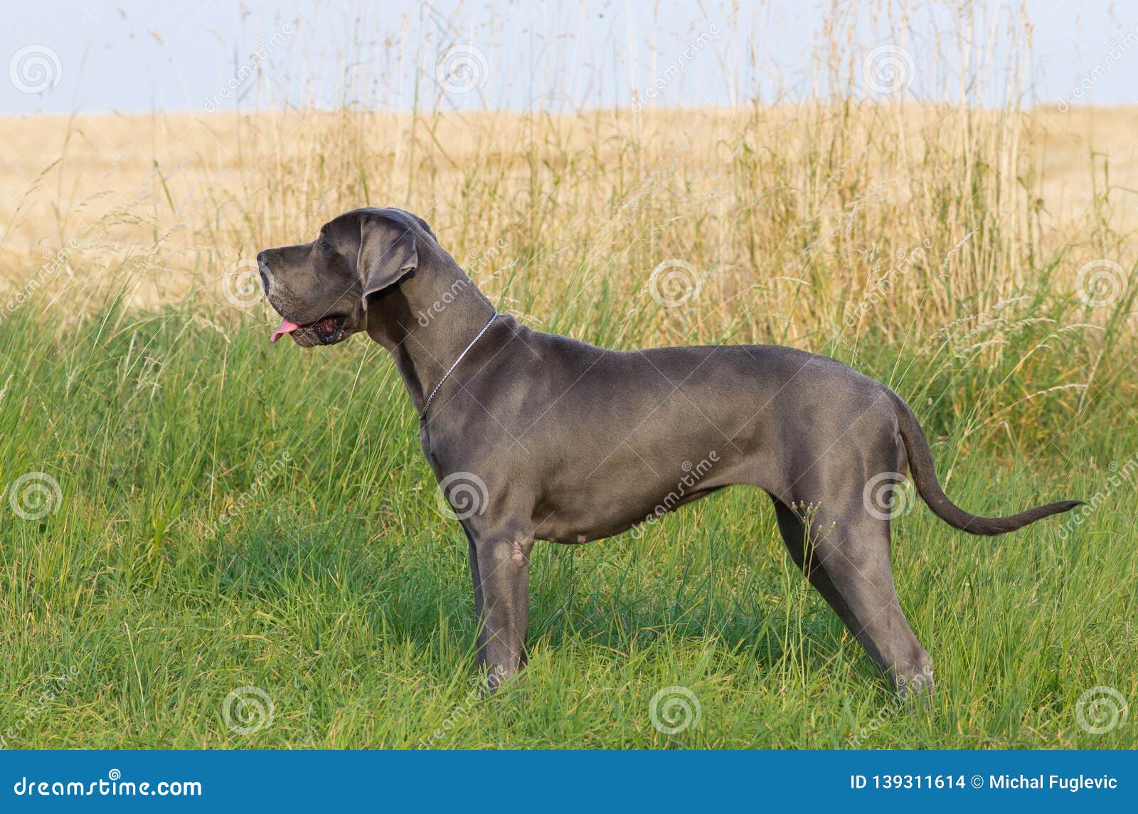 The Blue Great Dane Dog in Grass Stock Photo - Image of animal, mastiff ...
