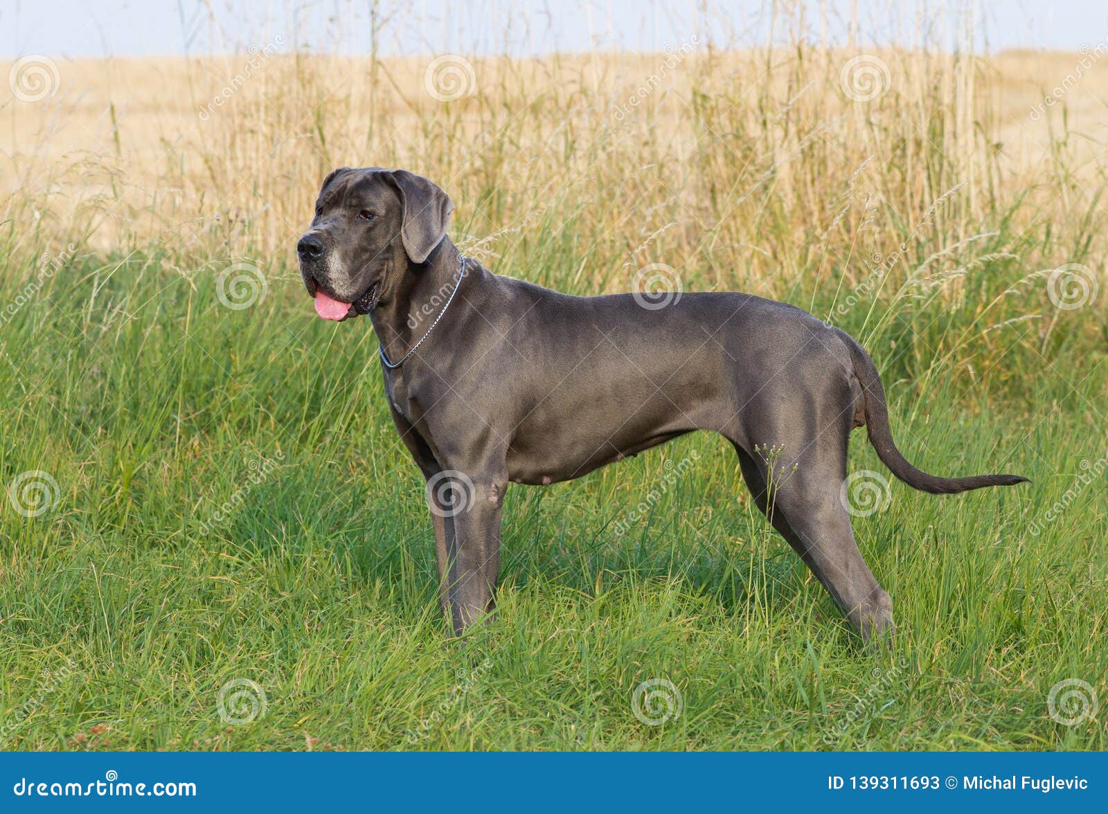 The Blue Great Dane Dog in Grass Stock Image - Image of cocked, dane ...