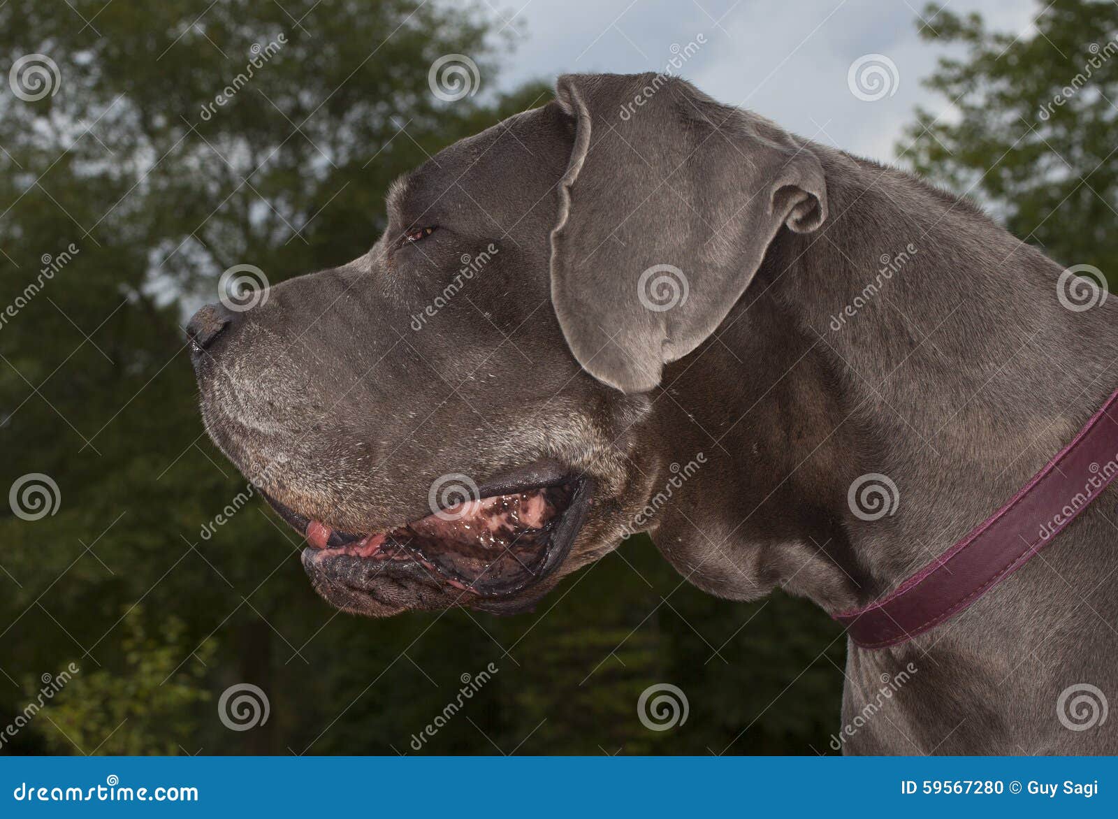 Blue Great Dane stock photo. Image of nose, ears, animal - 59567280