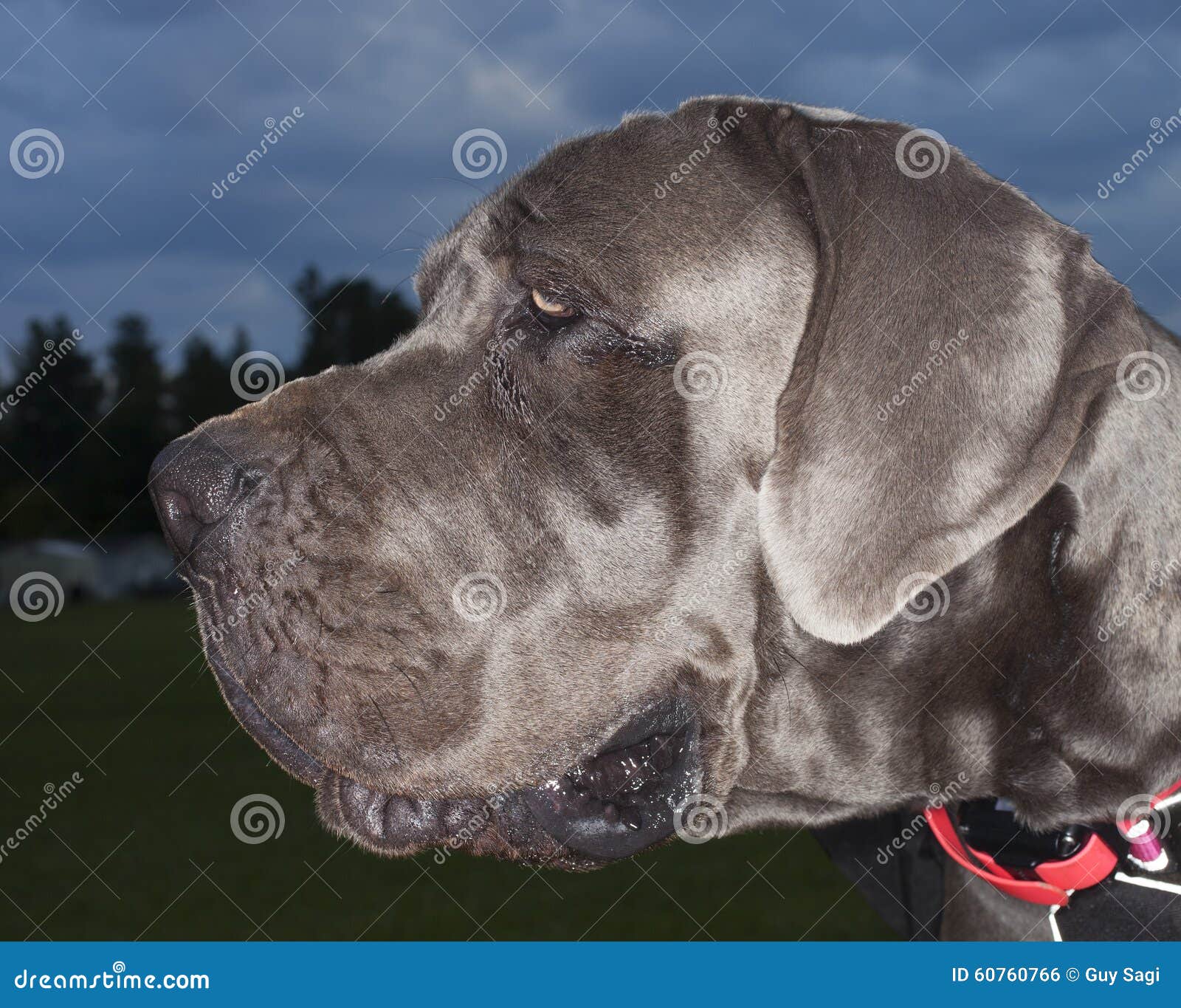 Blue Great Dane stock photo. Image of black, hair, mammal - 60760766