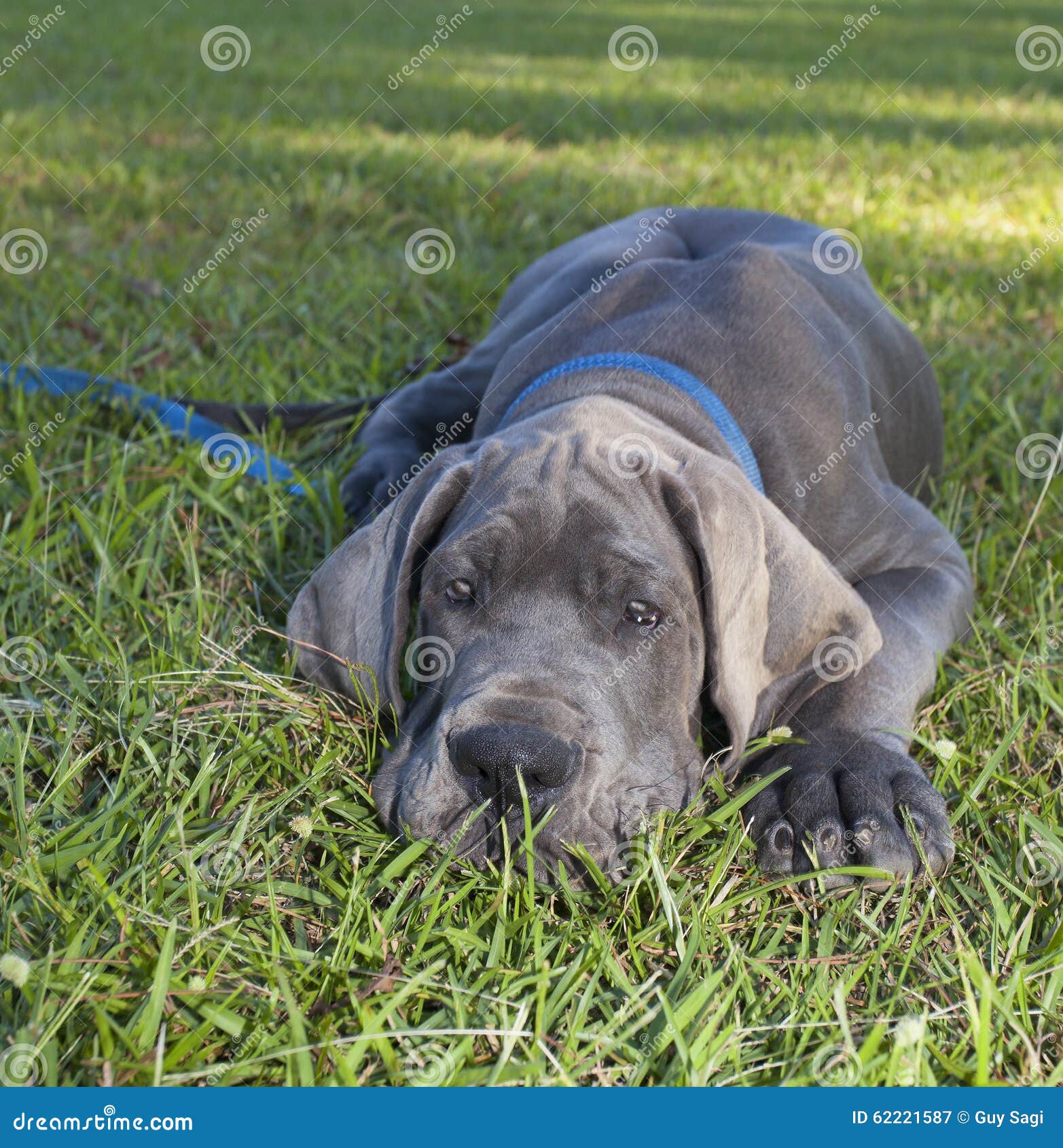 Blue Great Dane stock image. Image of feet, grey, gray - 62221587
