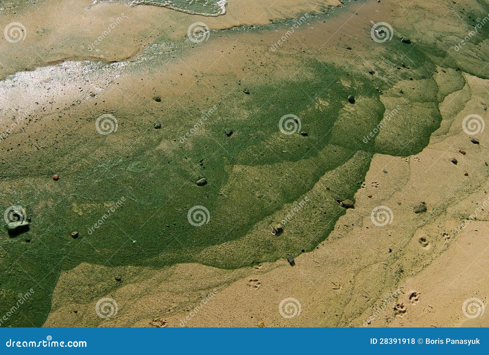 Blue-green algae stock photo. Image of bluegreen, bloom - 28391918