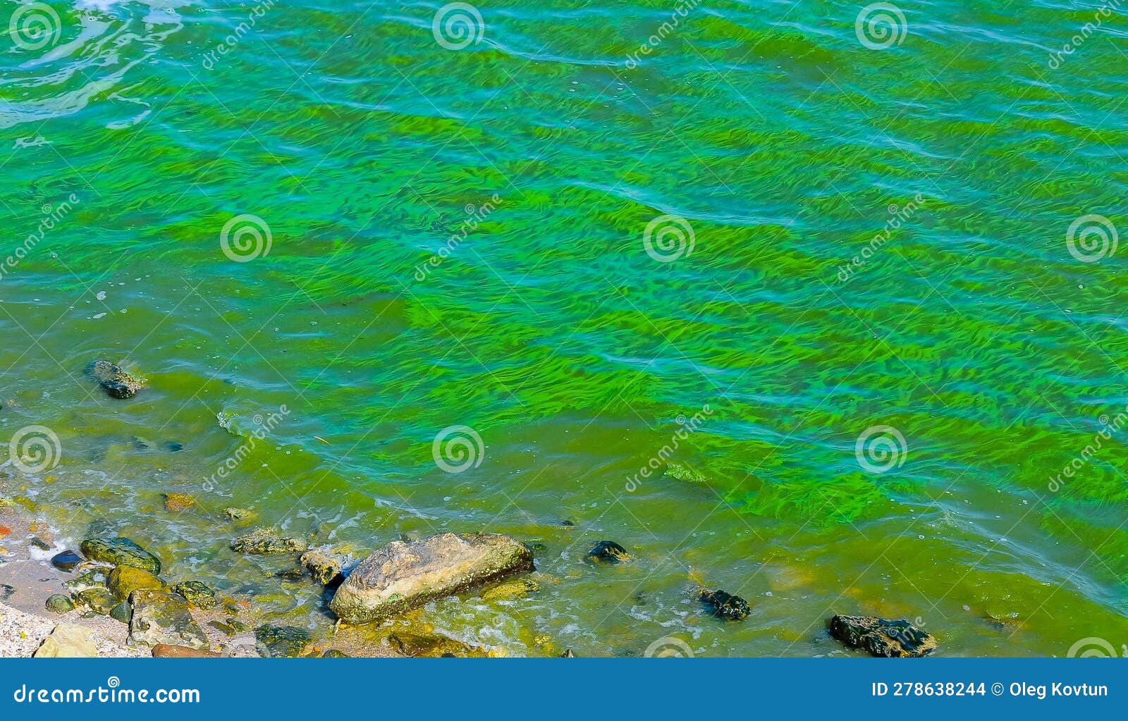 Blue-green Algae Bloom in the Dnieper-Bug Estuary, Eutrophication of ...