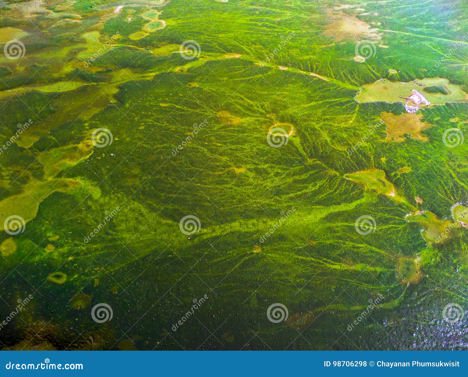 Blue Green Algae Cover Sea Surface Near Coast Stock Photo - Image of ...