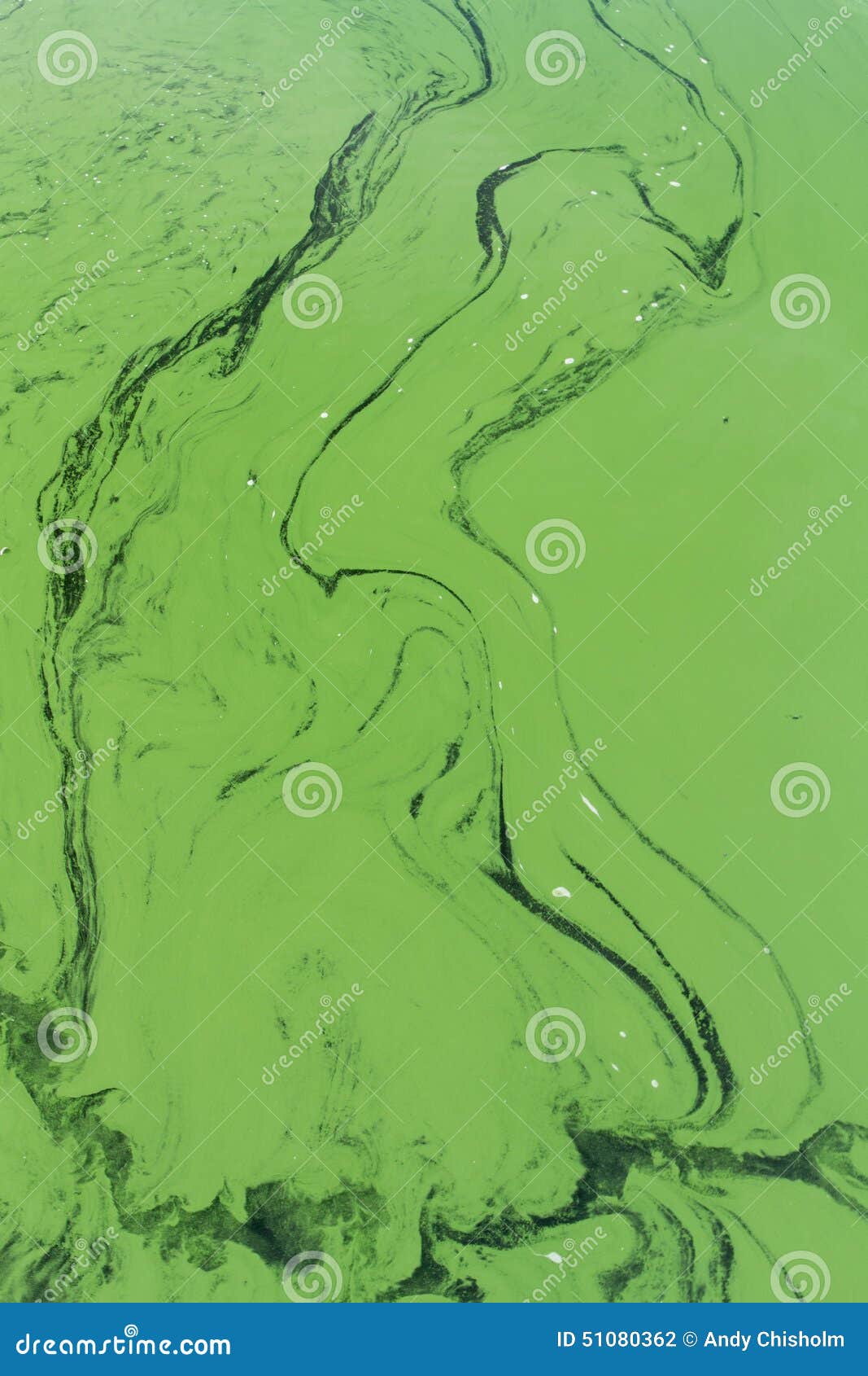 Blue-green Algae or Cyanophyta from Above Stock Photo - Image of ...