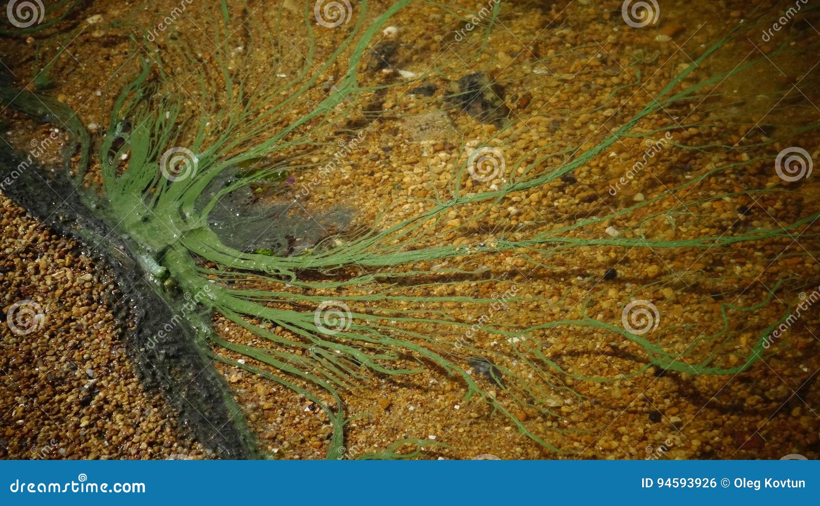 Blue-green Algae in Hadzhibeysky Estuary. Eutrophication Stock Photo ...