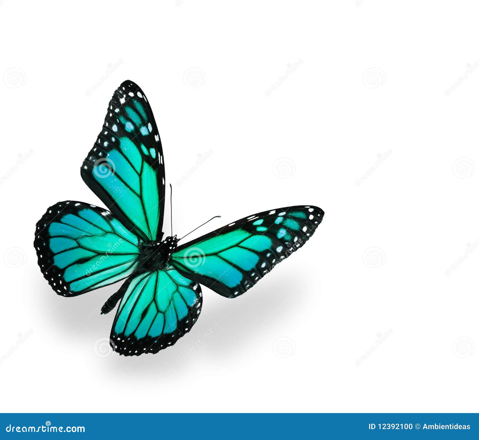 Teal Butterfly