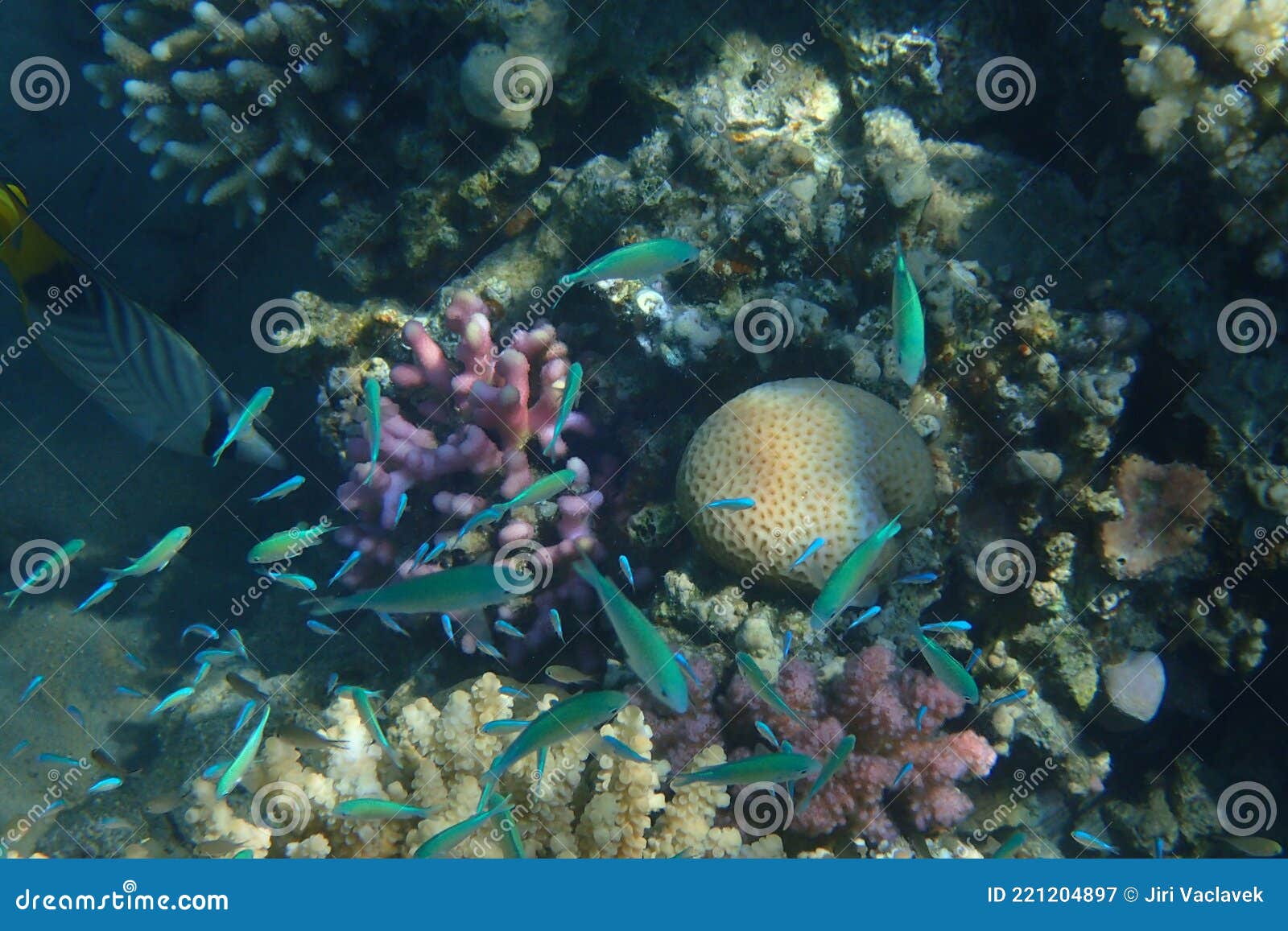 Blue-green Chromis Chromis Viridis Fish Stock Image - Image of colorful ...