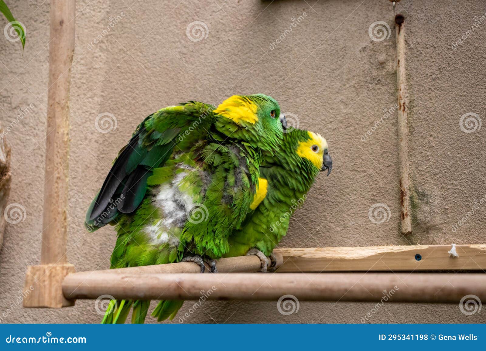 Blue Green Conure Birds Cuddling in Zoo Exhibit Stock Photo - Image of ...