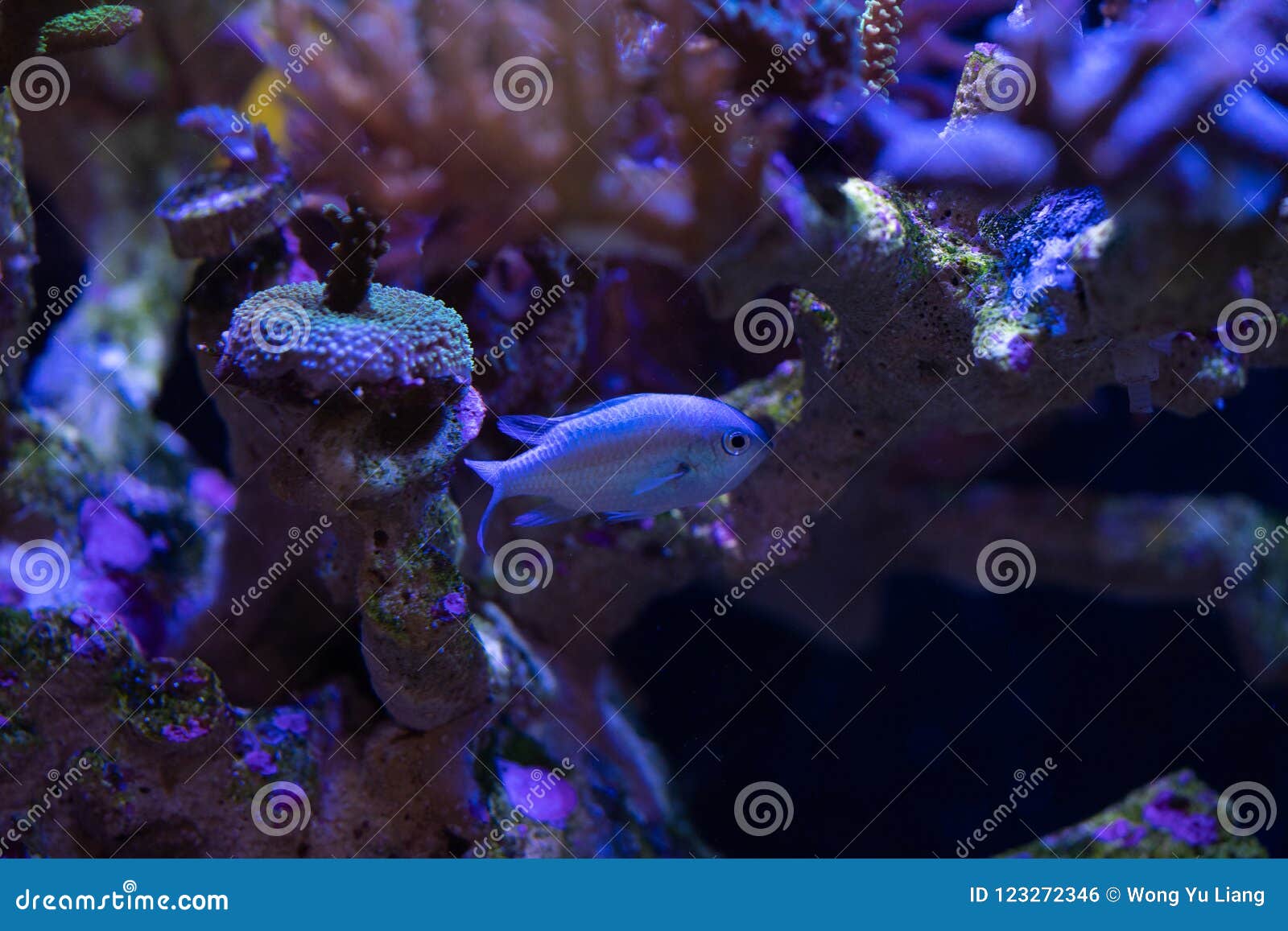 Blue Green cromis fish stock photo. Image of viridis - 123272346