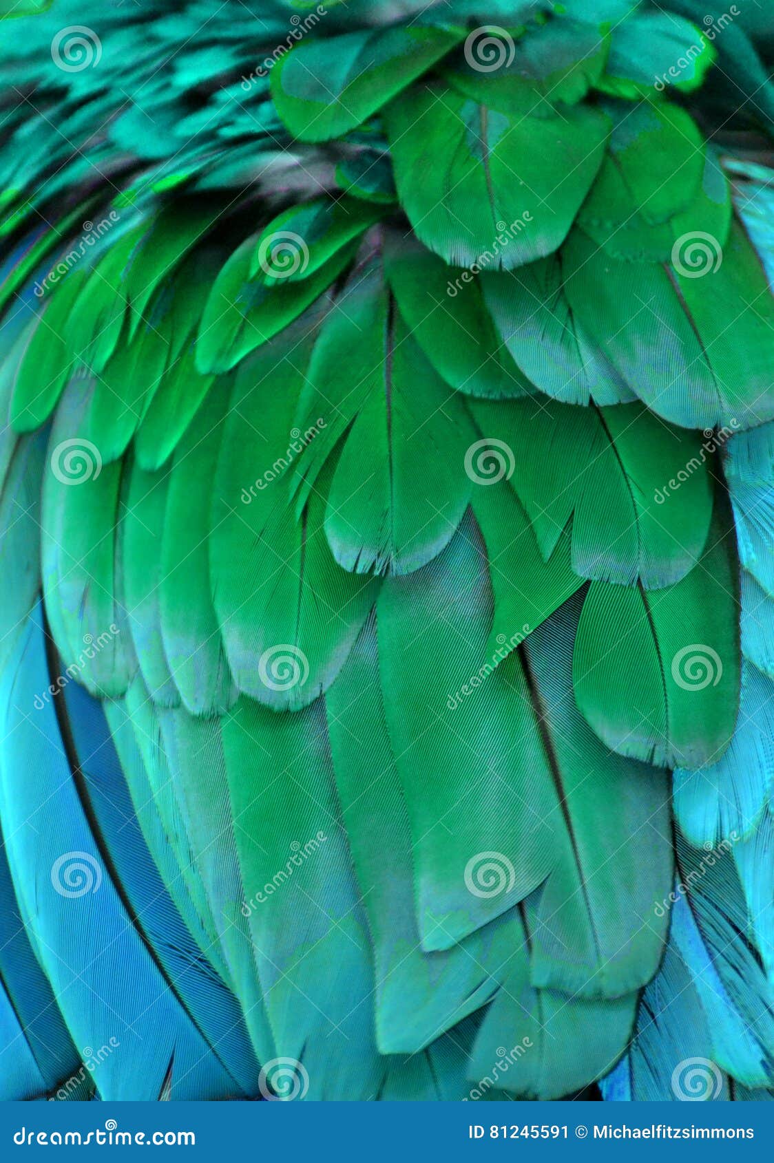 Blue and Green Feathers stock image. Image of wildlife - 81245591
