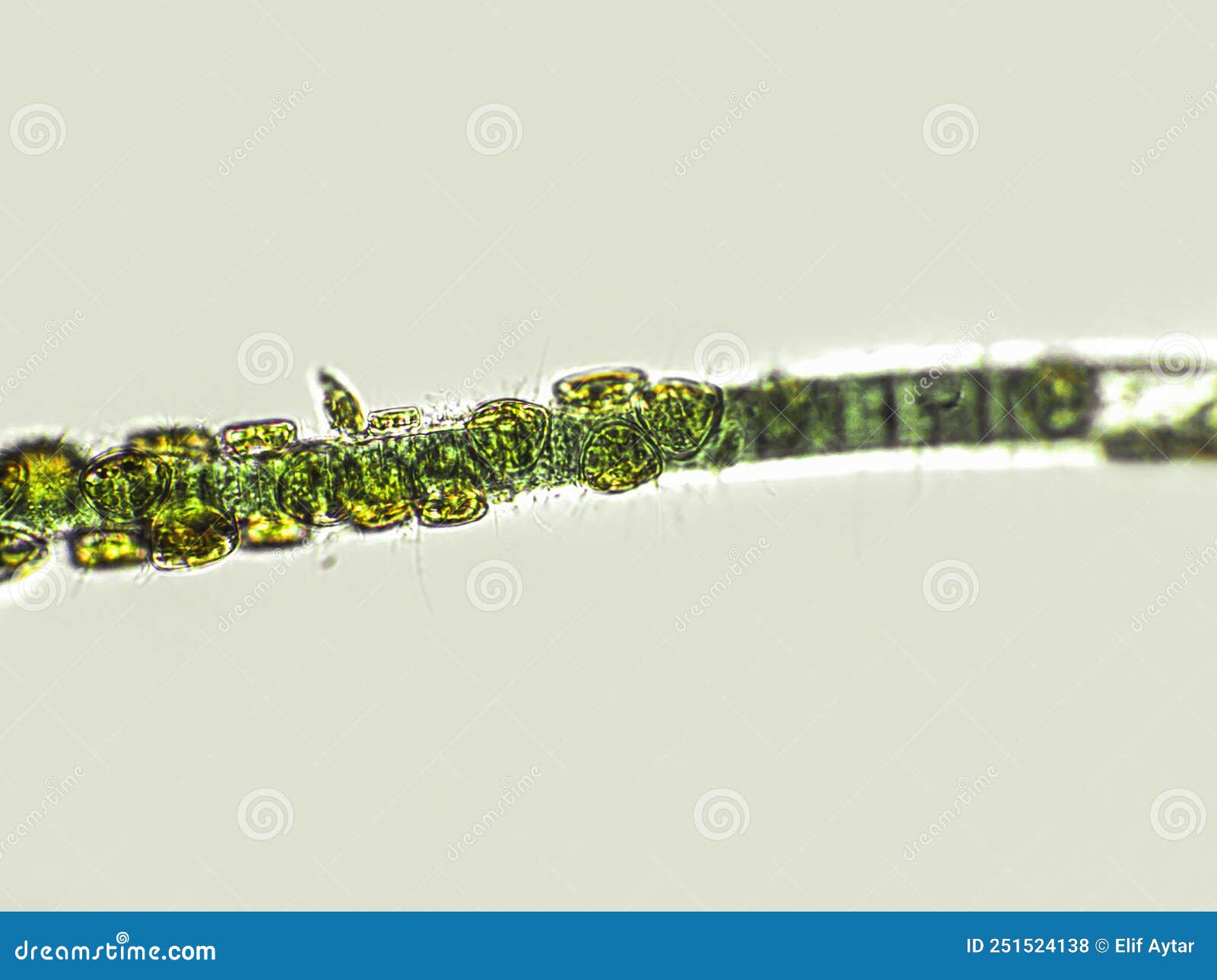 Hair Algae Microscope