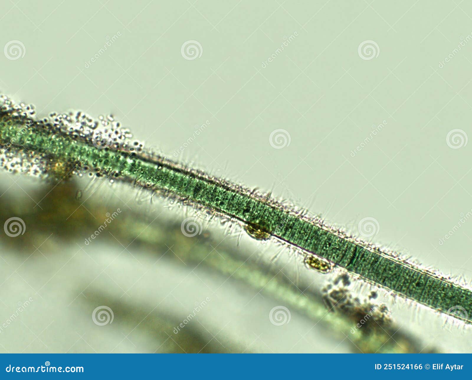 Filamentous Algae Microscope