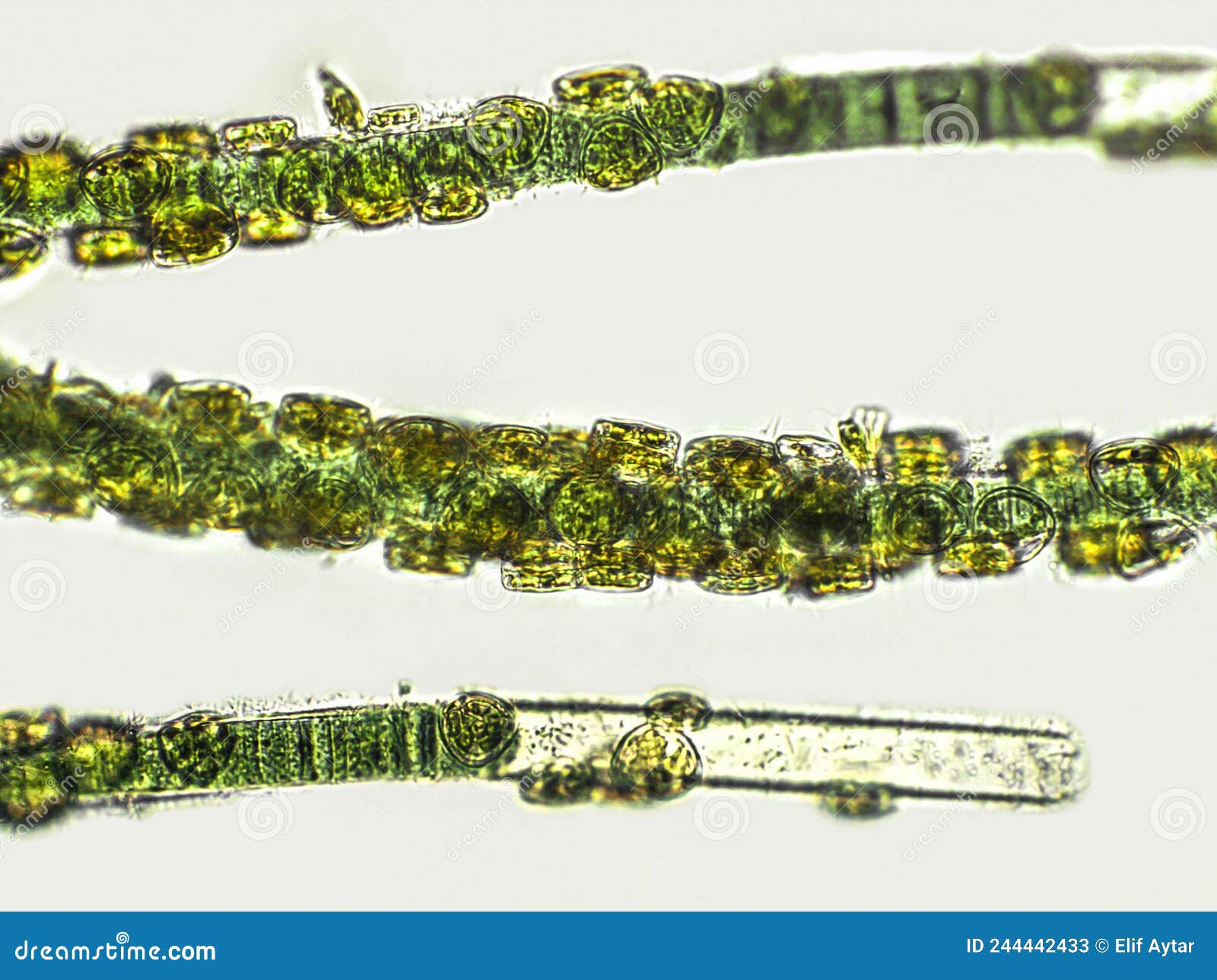 Microscopic Blue Green Algae