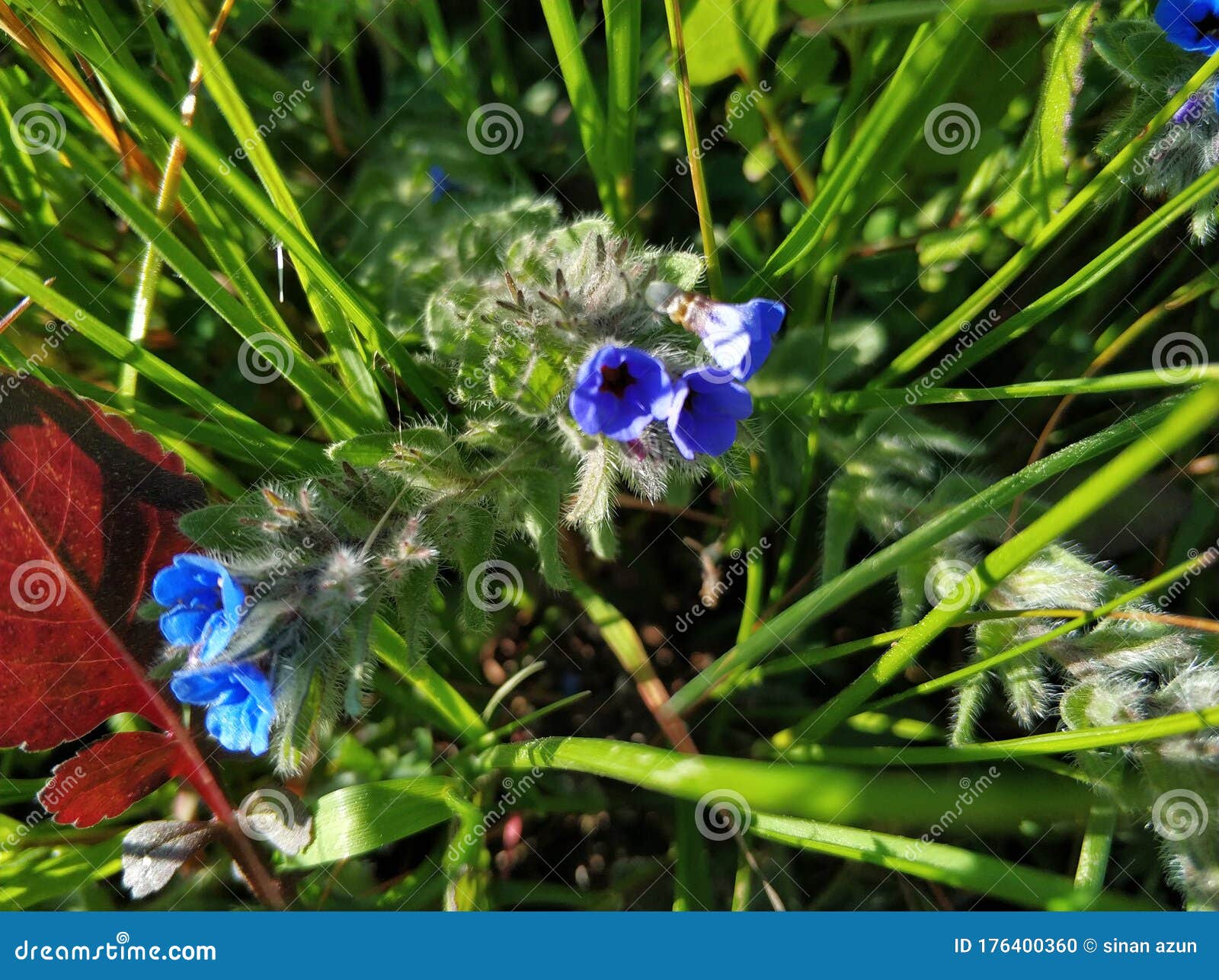 Blue and Green Flower Spring Stock Photo - Image of blueflower, flower ...