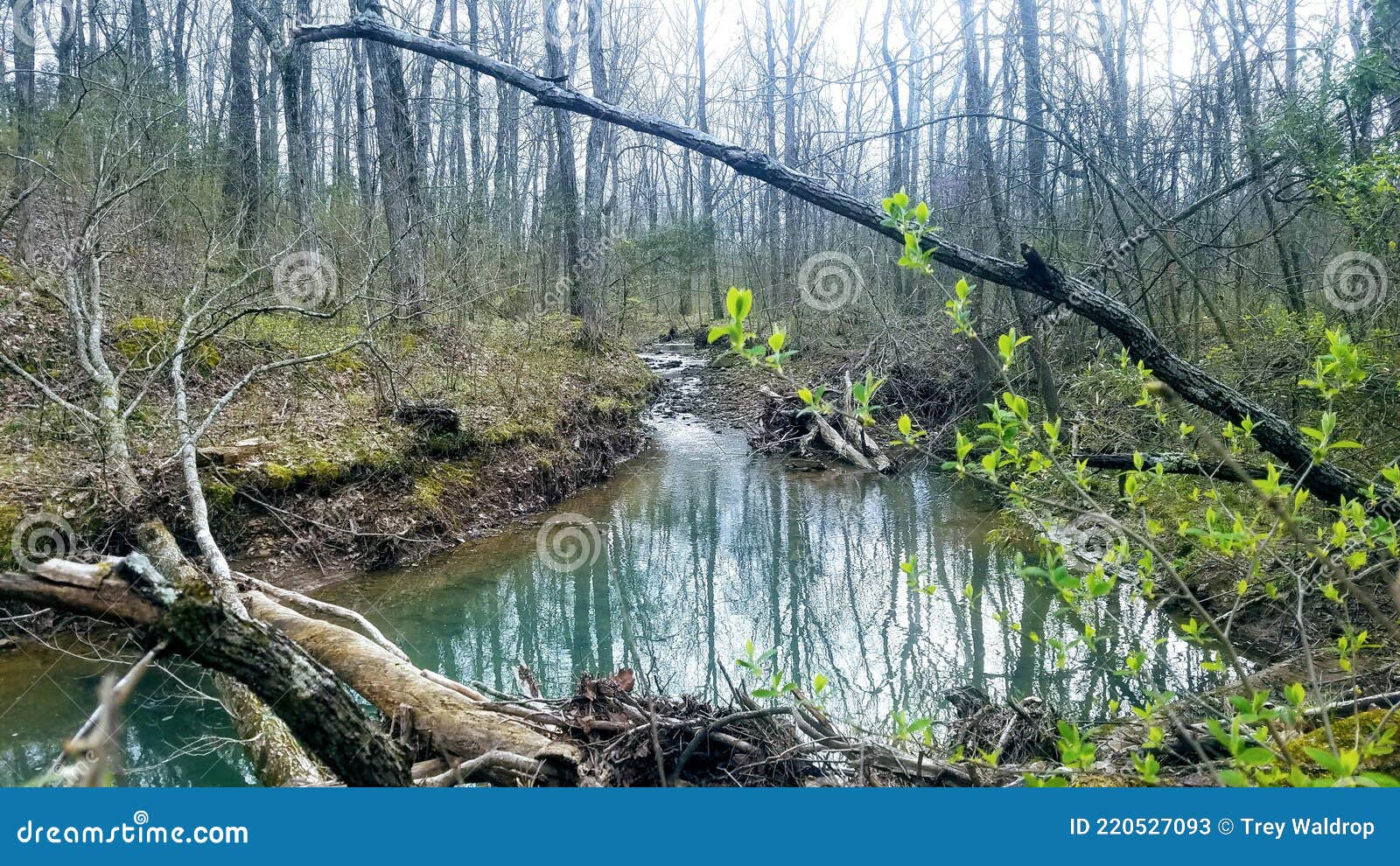 Blue green forest oasis stock image. Image of tree, waterway - 220527093