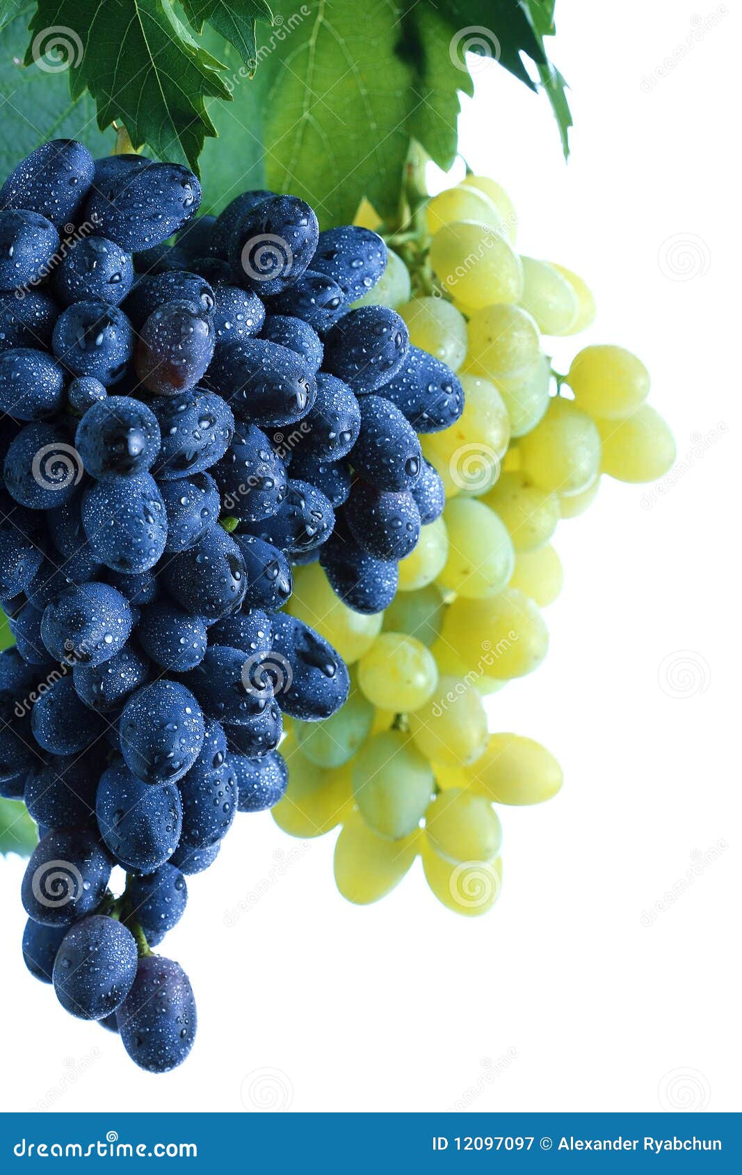 Blue And Green Grape Cluster With Leaves On Vine Royalty-Free Stock ...